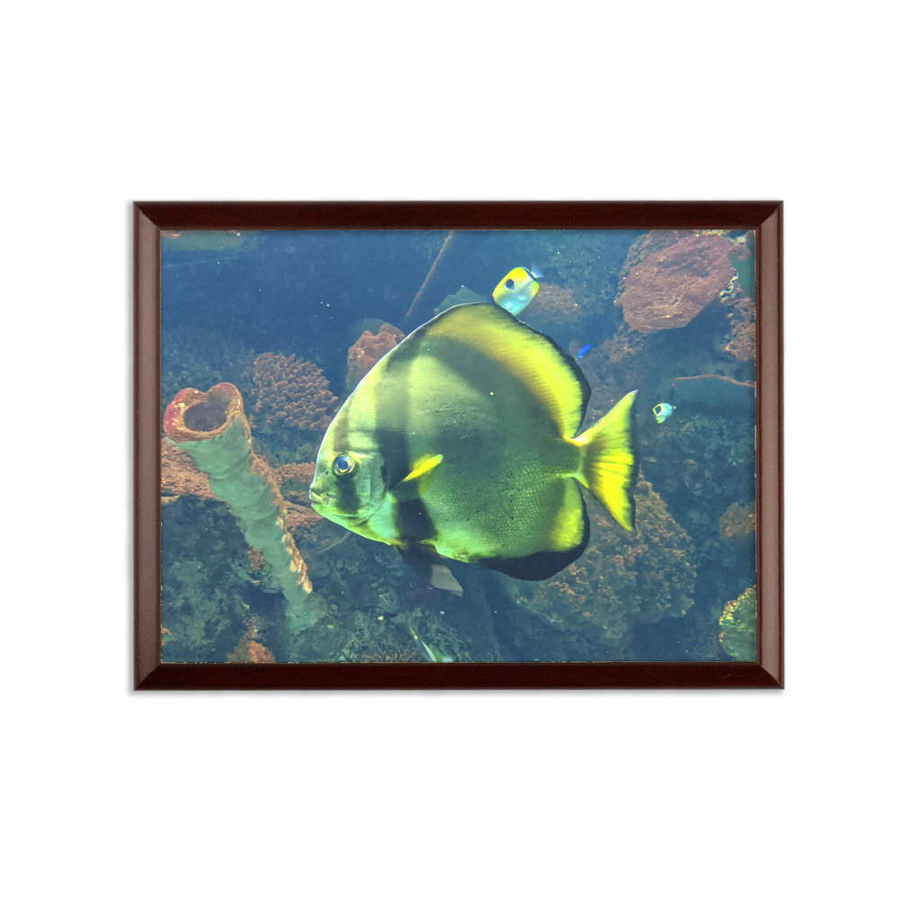 Highland Dunes Fish Sublimation Wall Décor - Wayfair Canada