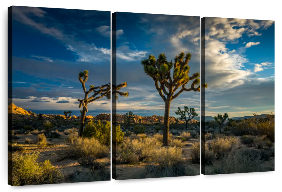 Elephant Stock Joshua Tree National Park Scenery | Wayfair