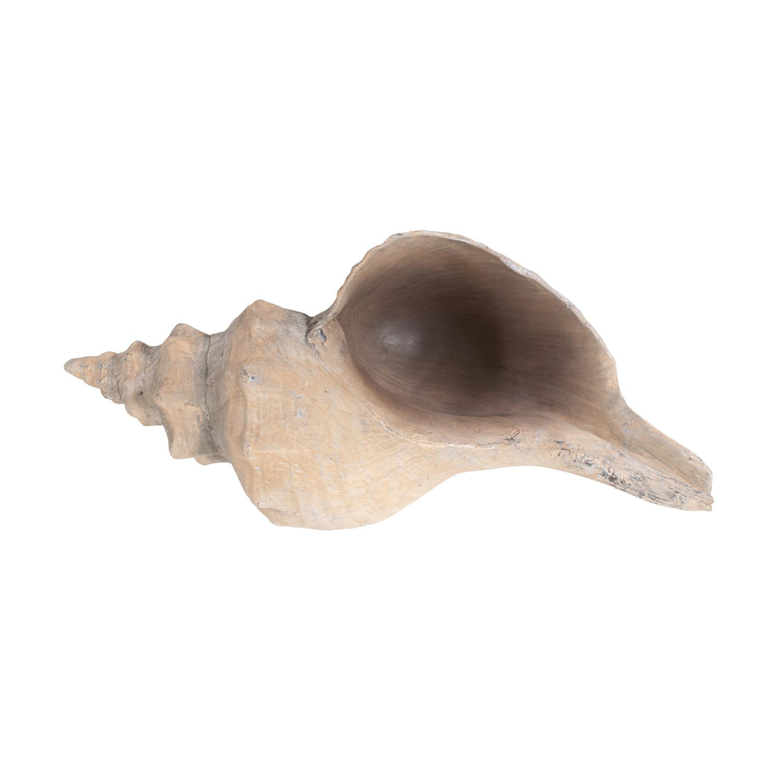 Dovecove Horse Conch | Wayfair