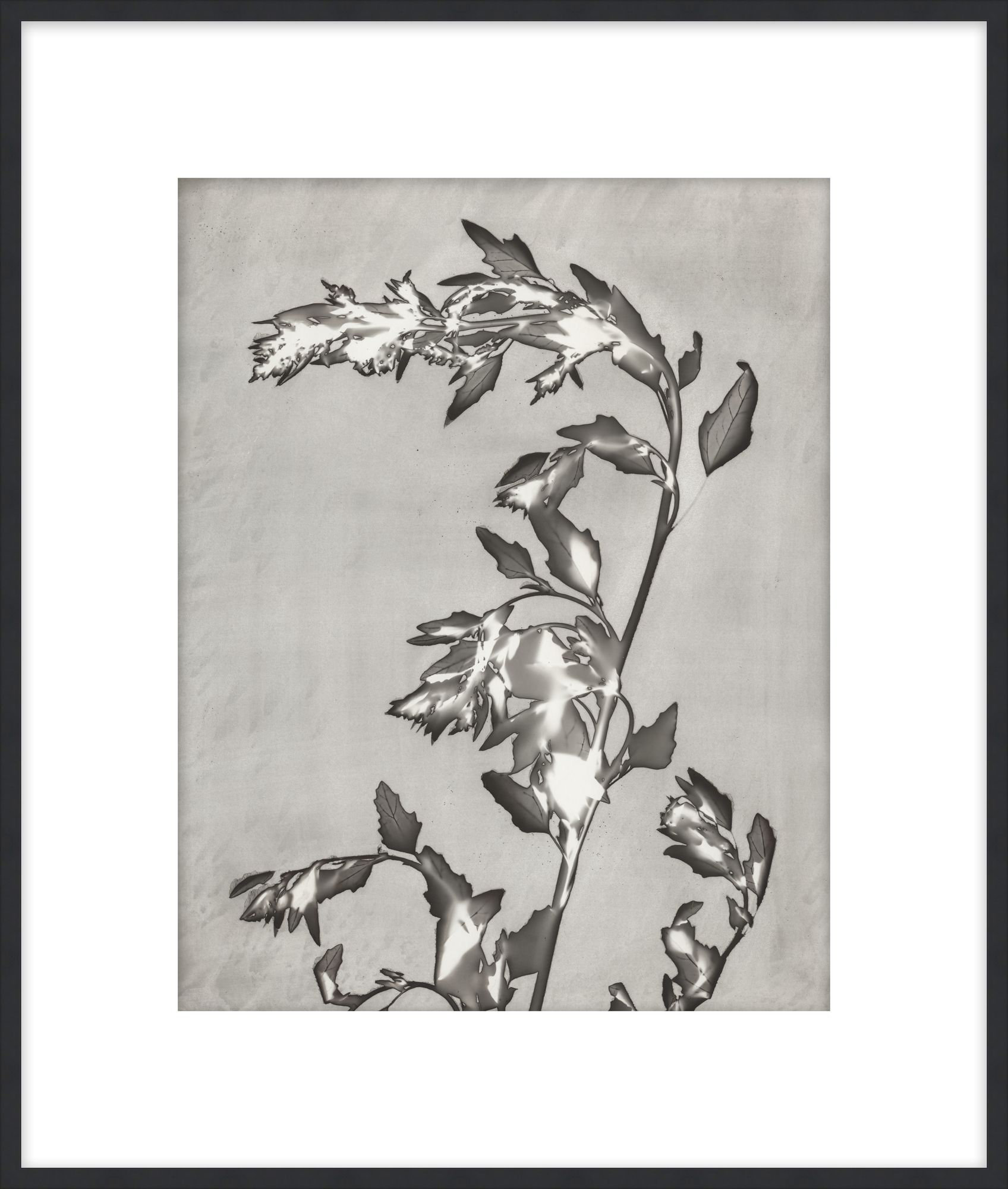 Theodore Alexander Lucent Botanicals 3 Print by Darrell Kincer Theodore ...