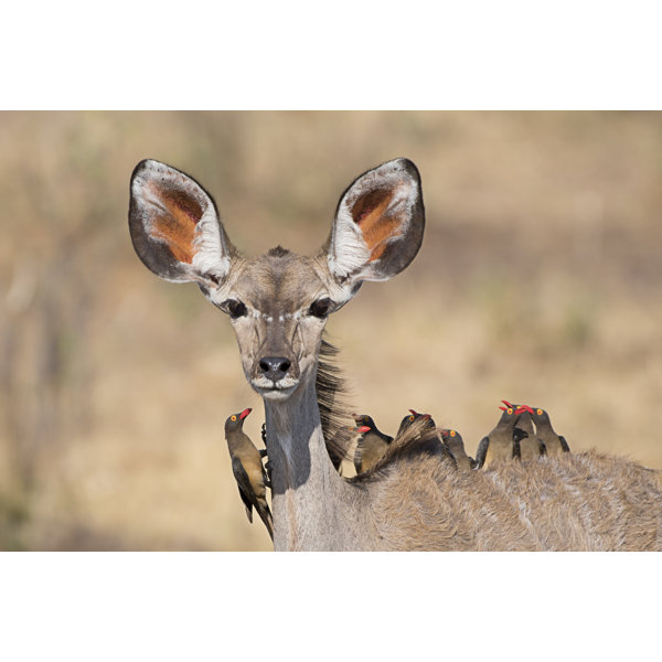 Alpen Home Bus Service - A Female Of Kudu Taking Around A Group Of 10 ...