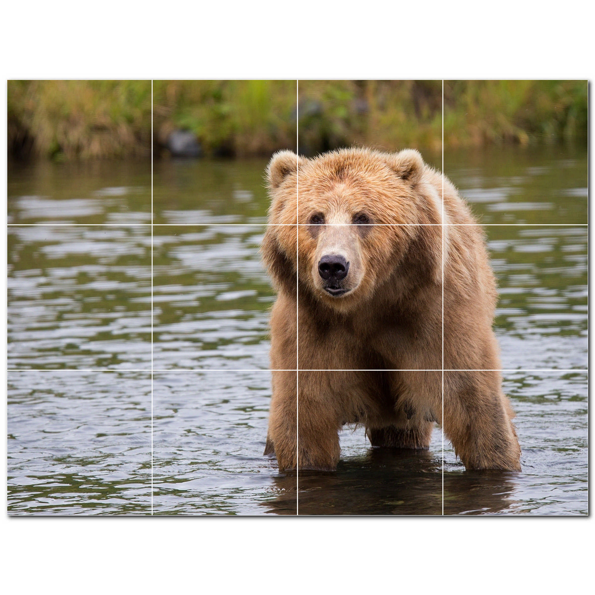Picture-Tiles.com Bear Photo 12'' x 12'' Satin Ceramic Decorative Mural ...