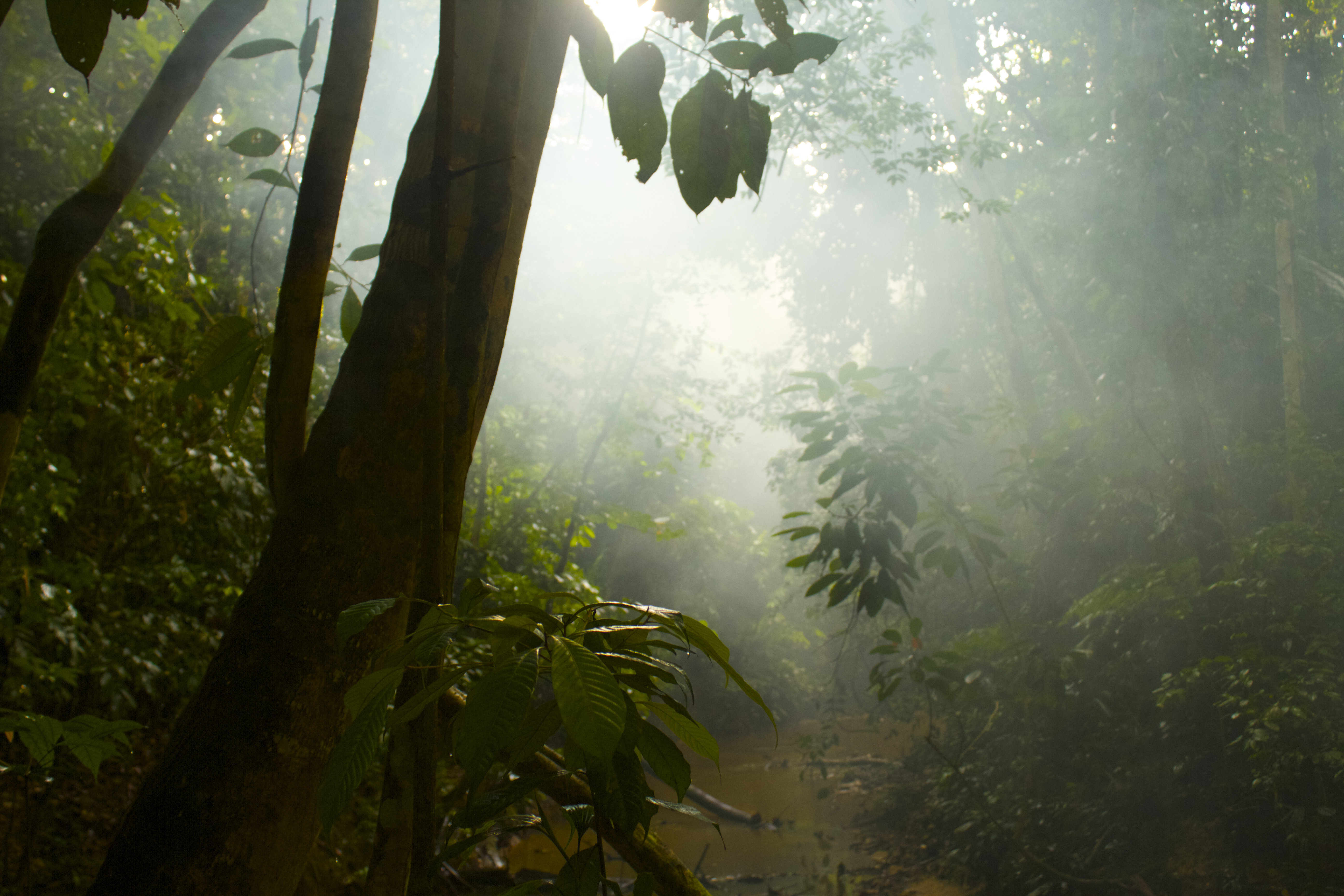 Millwood Pines Foggy Amazon Rainforest in Brazil by Petrakosonen ...