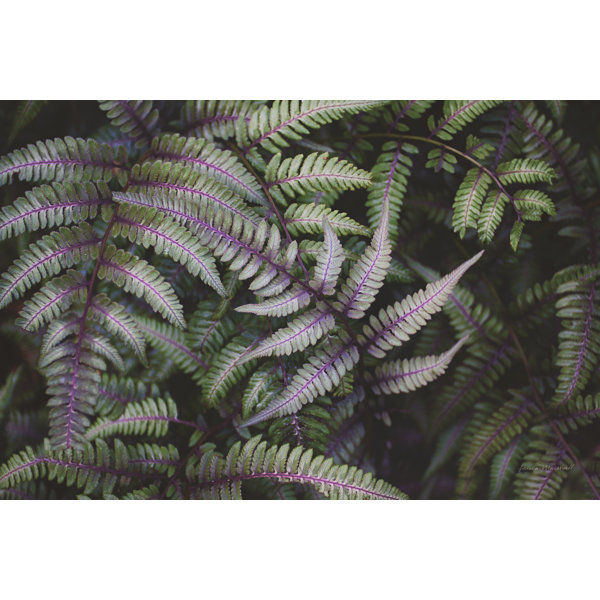 Bay Isle Home Funky Ferns III by Laura Marshall - Wrapped Canvas Print ...