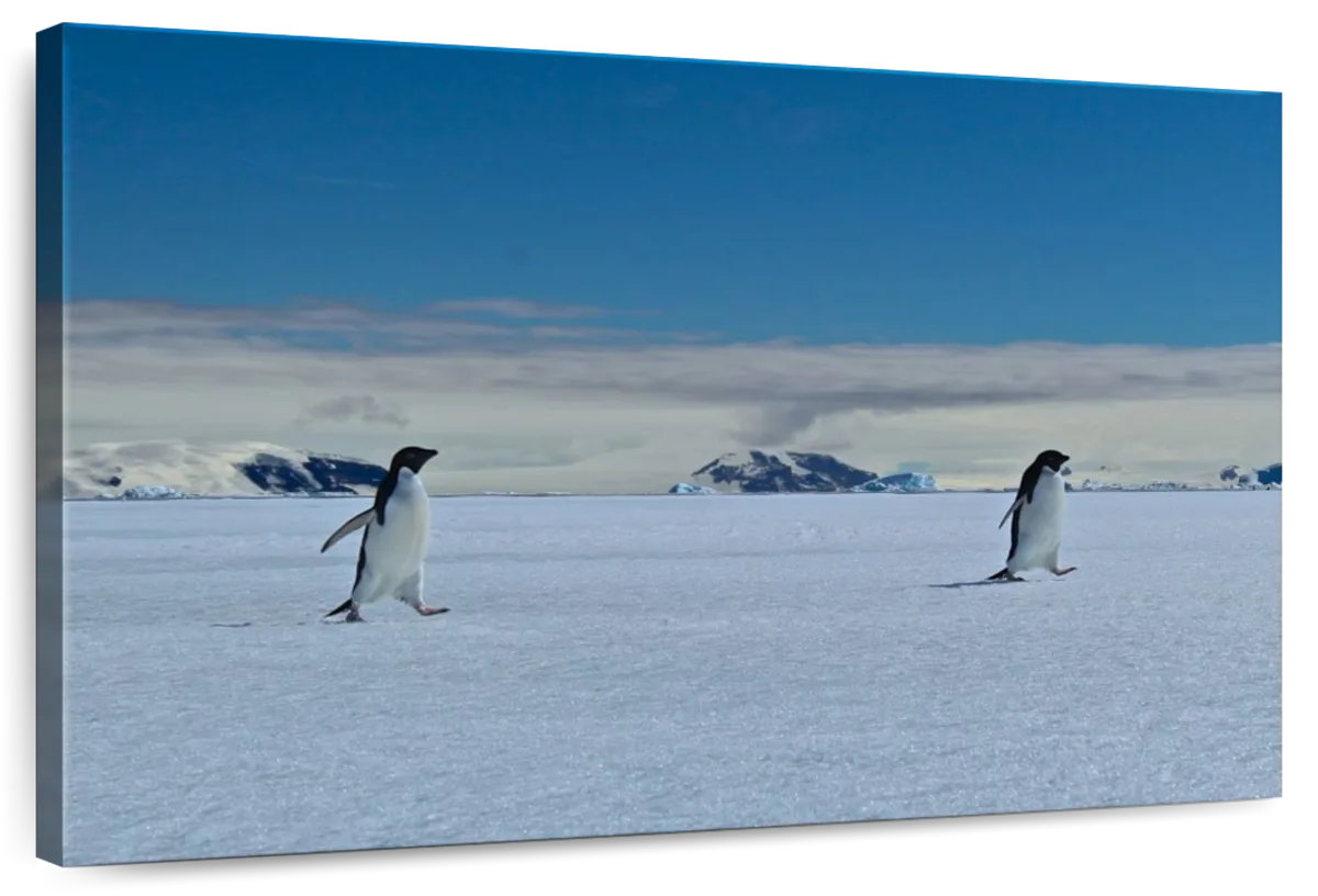 Ebern Designs Crowle Marching Penguins - Wayfair Canada