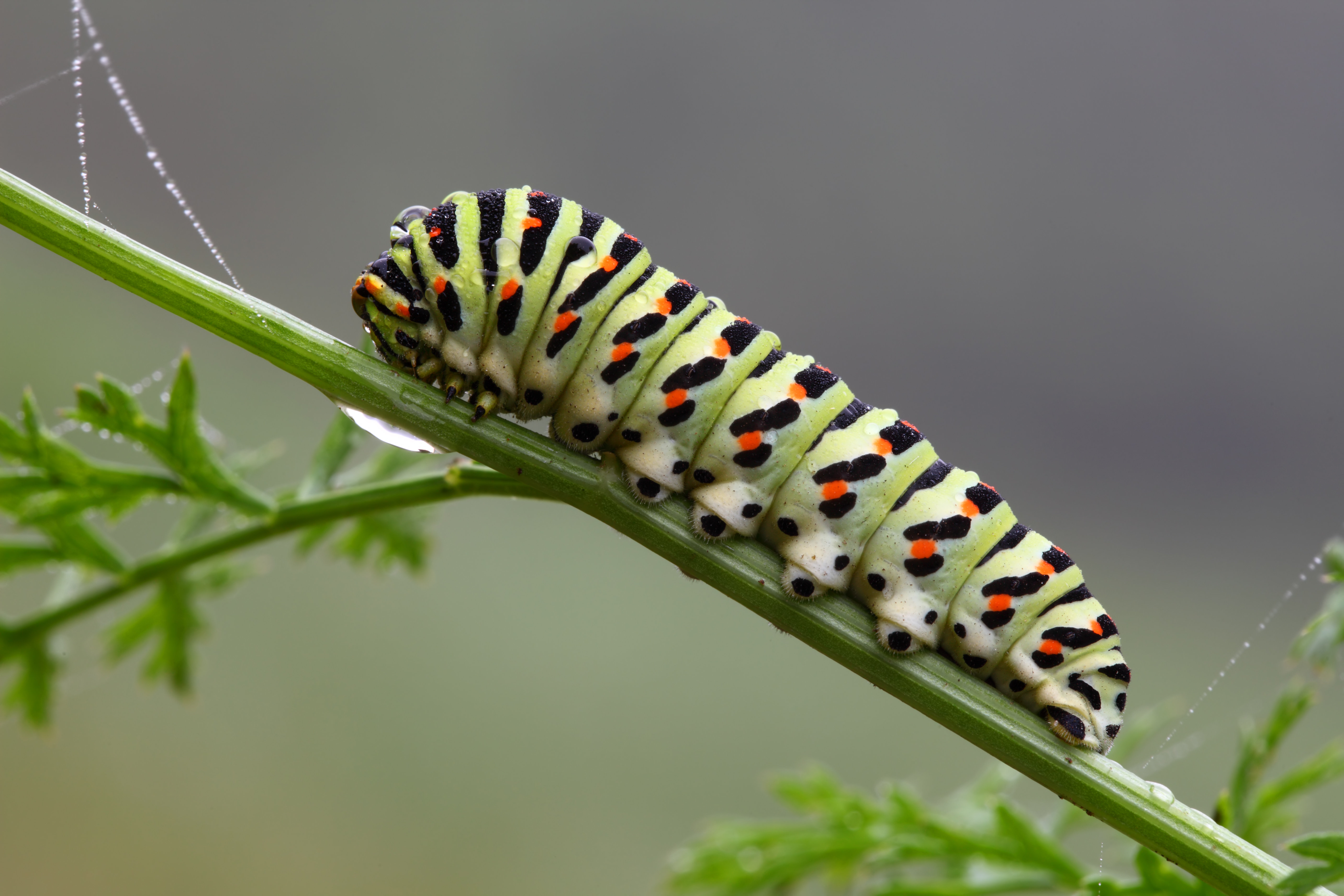 Wildon Home® Closeup Of Caterpillar - Wayfair Canada