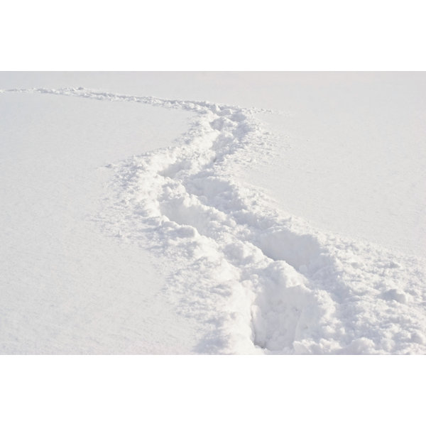 House of Hampton Ferree Pathway in Fresh Snow - Wrapped Canvas ...