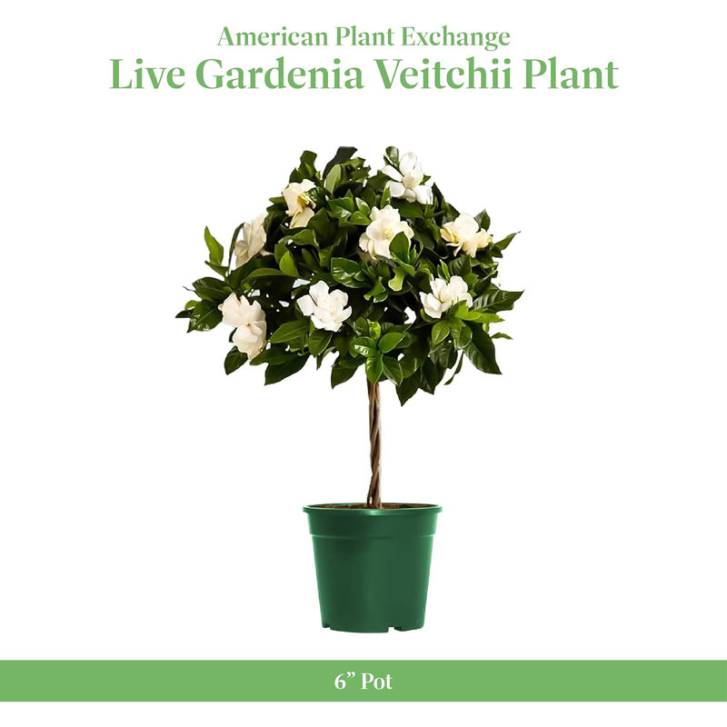 American Plant Exchange Mini Braided Gardenia Vetchii Tree, Live ...