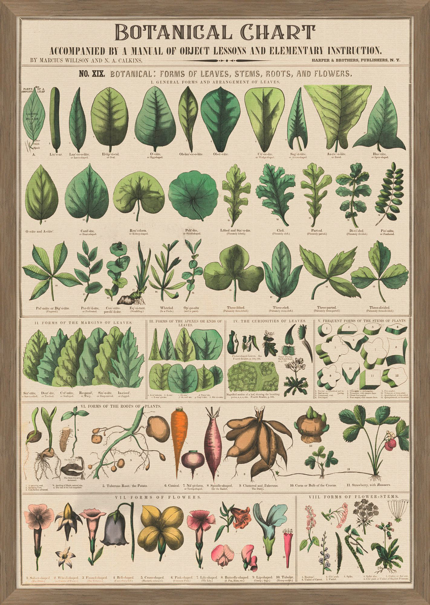 Wendover Art Group Botanical Chart 2 by Nathan Turner - Single Picture ...