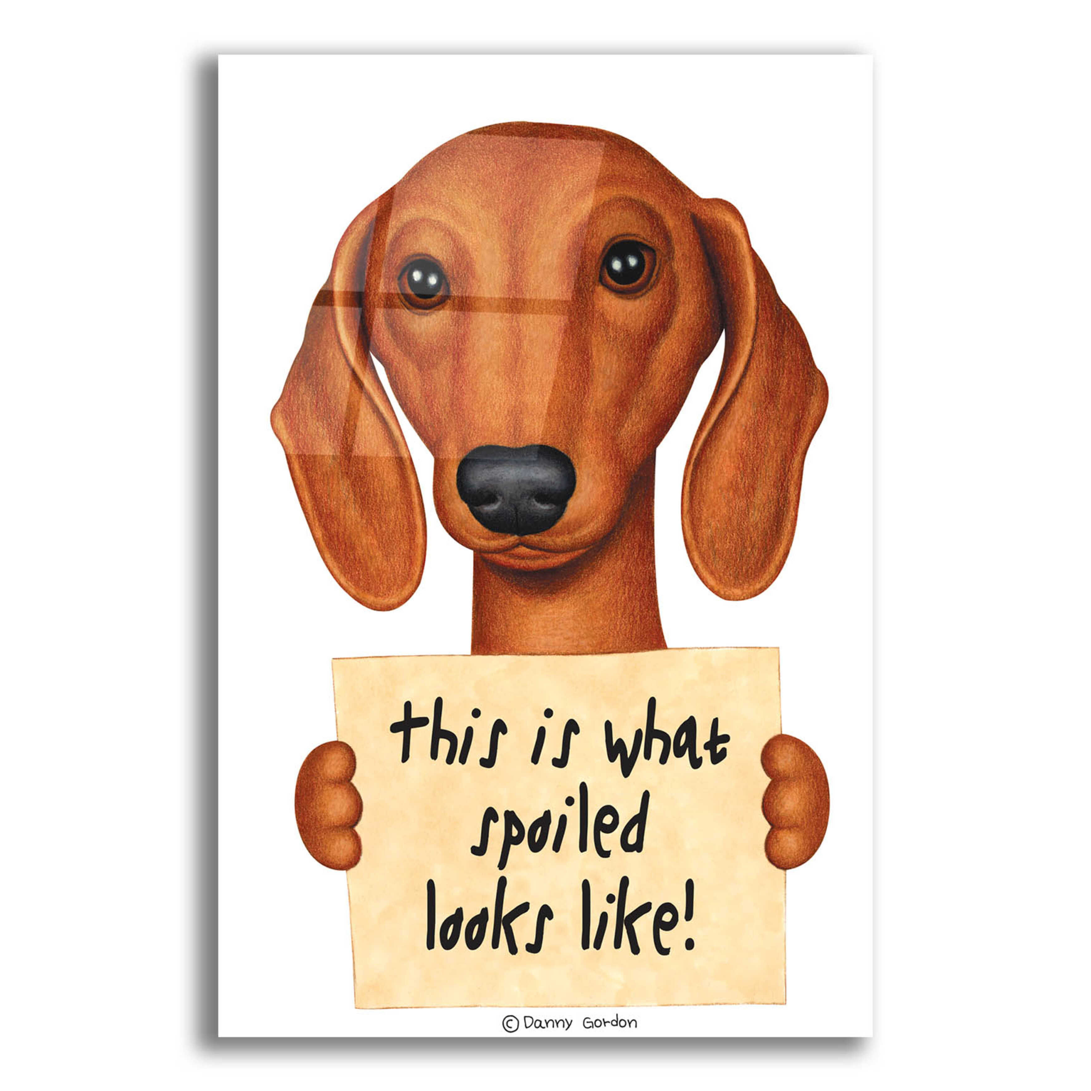Trinx Brown Dachshund With Spoiled Sign On Plastic/Acrylic Print | Wayfair
