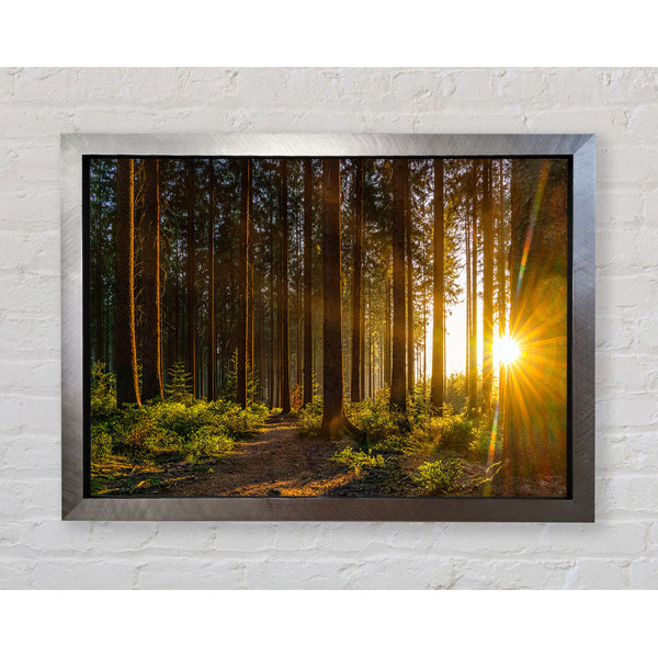 Bright Star Sunrays Forest Spectrum - Single Picture Frame Print ...