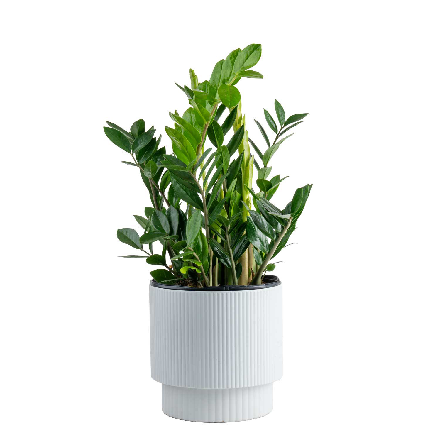 Costa Farms Indoor ZZ Plant Zamioculcas Zamiifolia House Plant in 10 ...