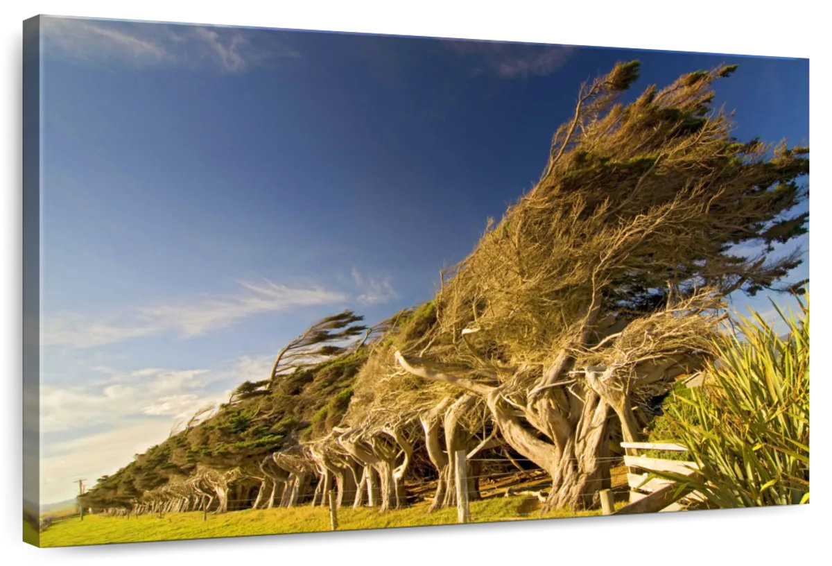 Ebern Designs Slope Point Forest - Wayfair Canada