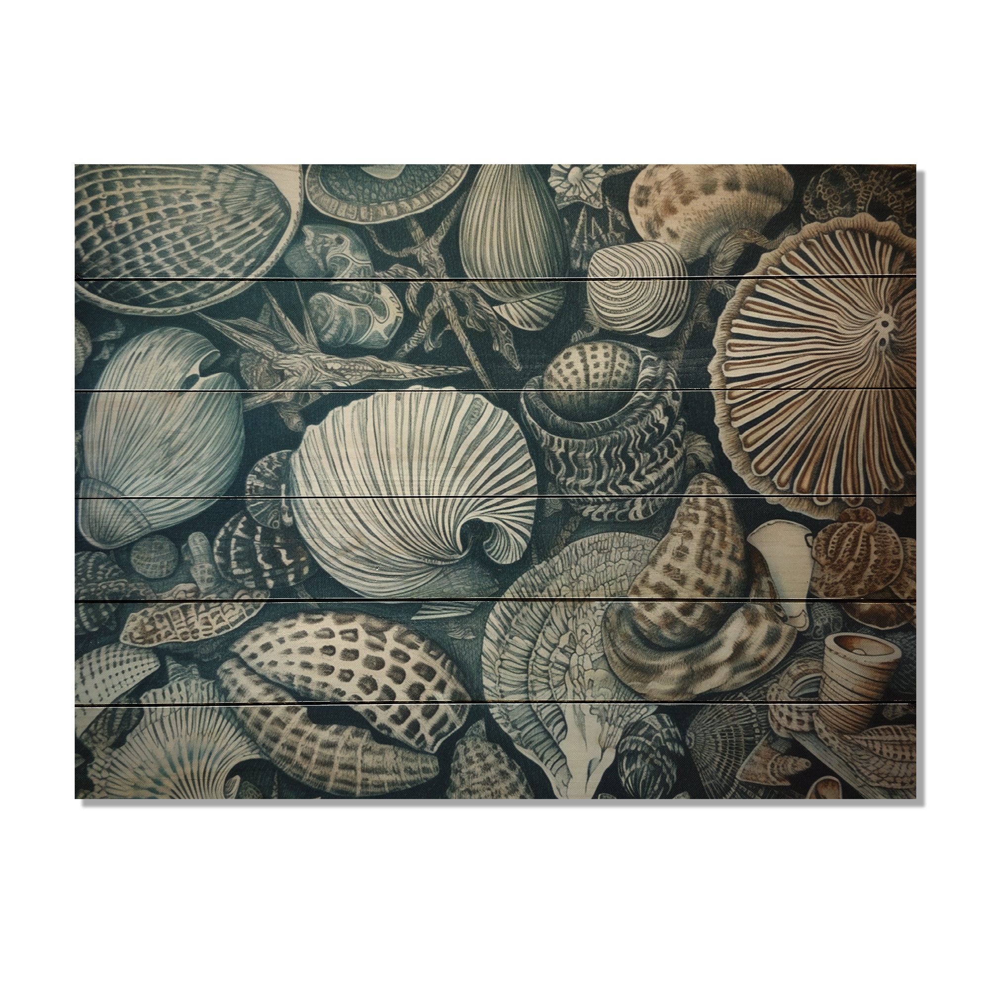 Dovecove Dichiera Seaside Seashells I - Unframed Print on Wood | Wayfair