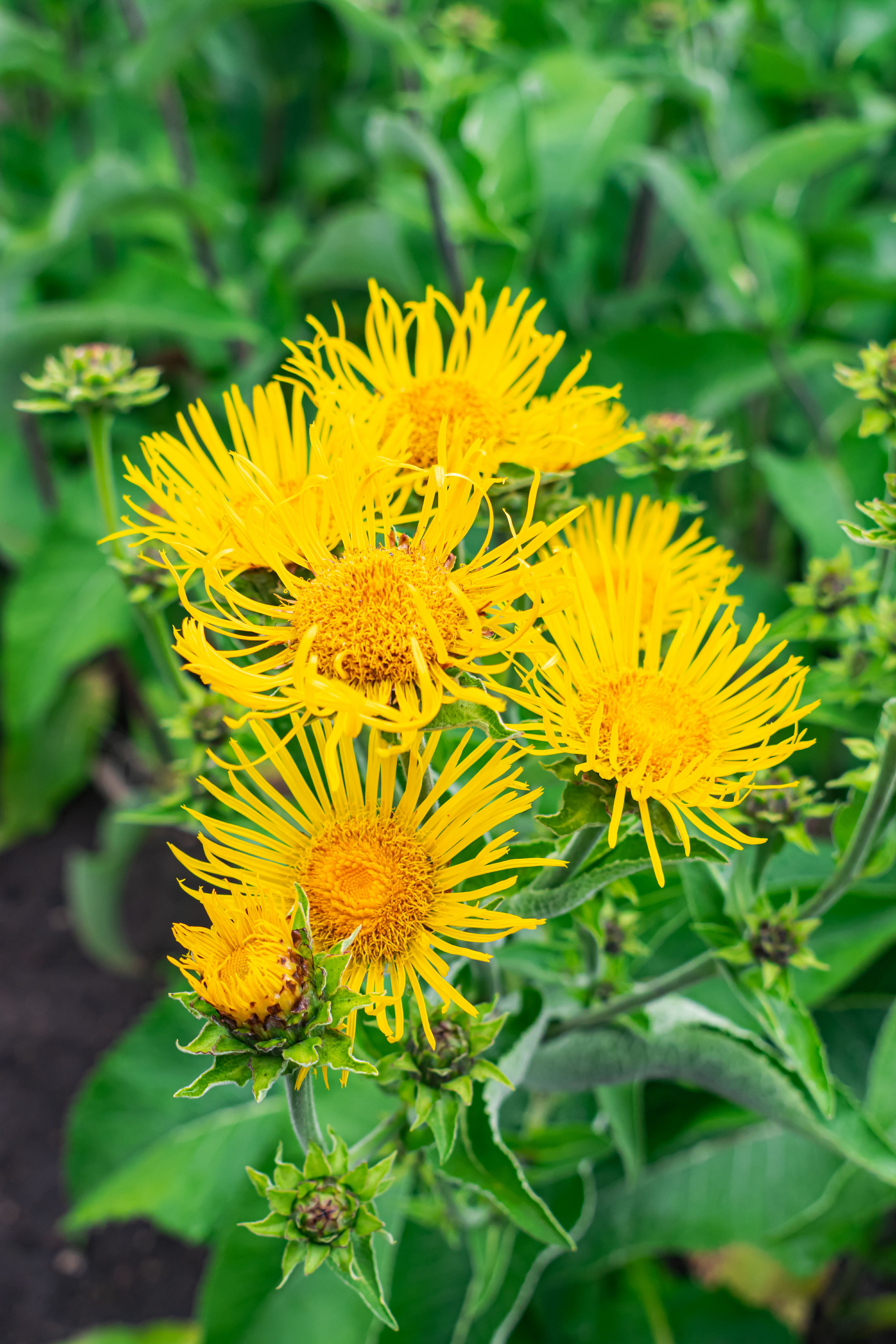 Ebern Designs Panzino Elecampane Flowers, Inula Helenium by Martin ...