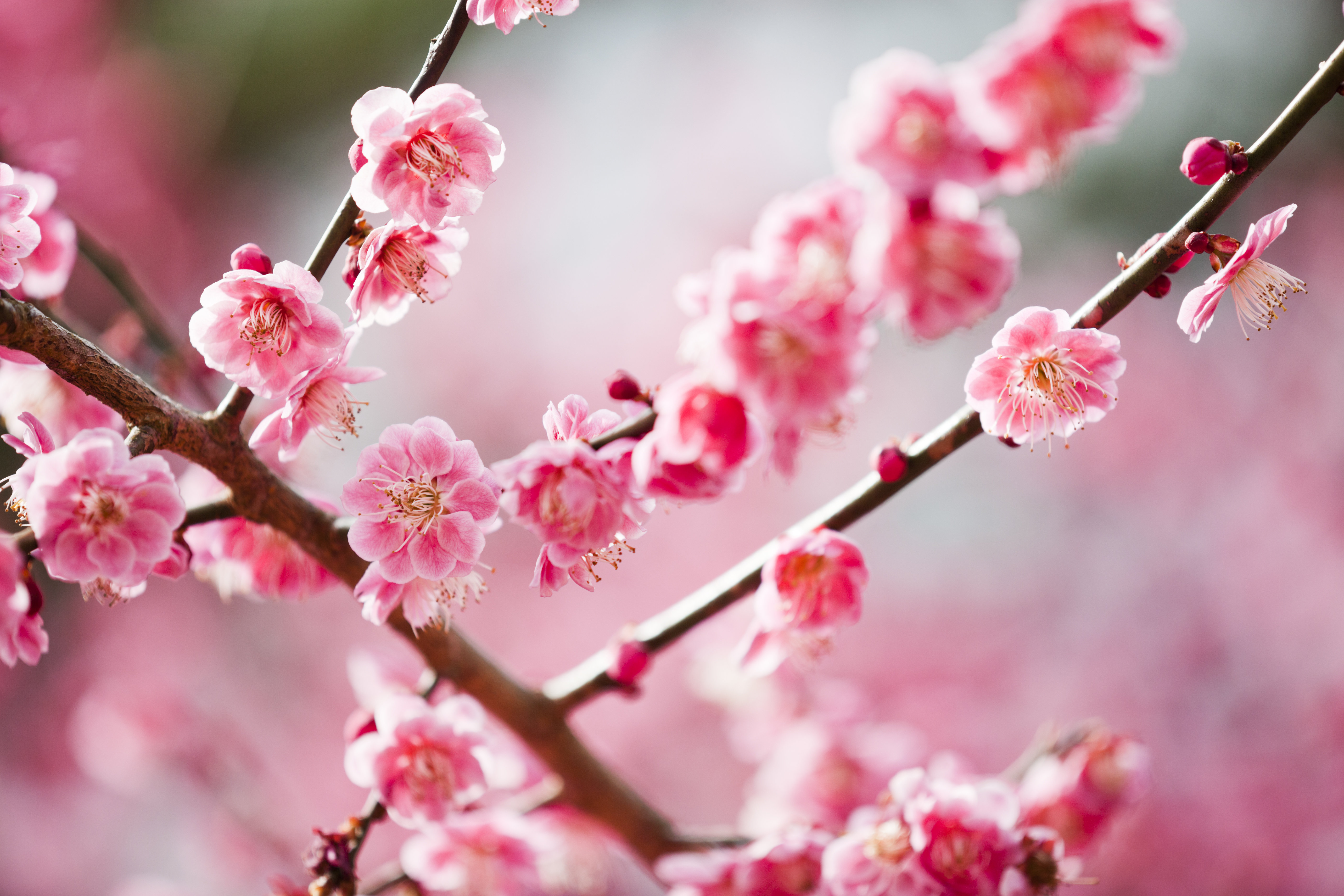 Latitude Run Plum blossoms | Wayfair.co.uk