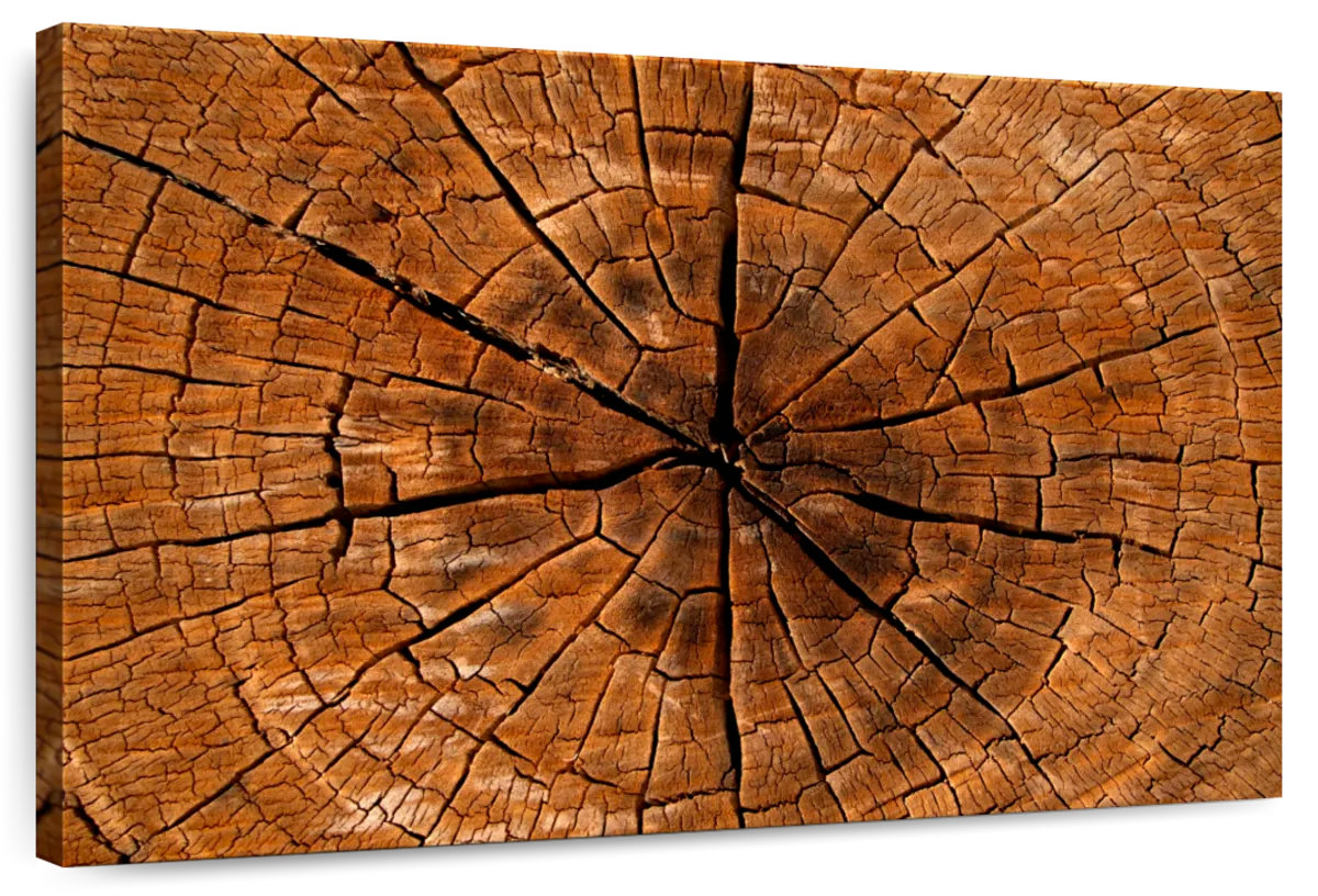 Elephant Stock Magnified Tree Stump | Wayfair