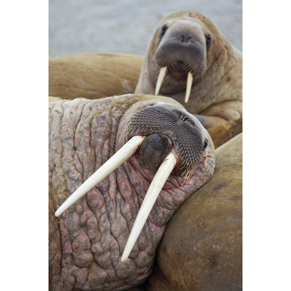 Highland Dunes Walrus Rookery by Zanskar - Wrapped Canvas Photograph ...