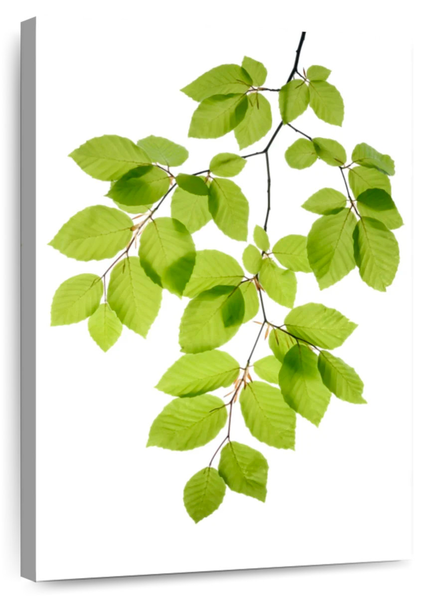 Elephant Stock Beech Tree Green Leaves | Wayfair