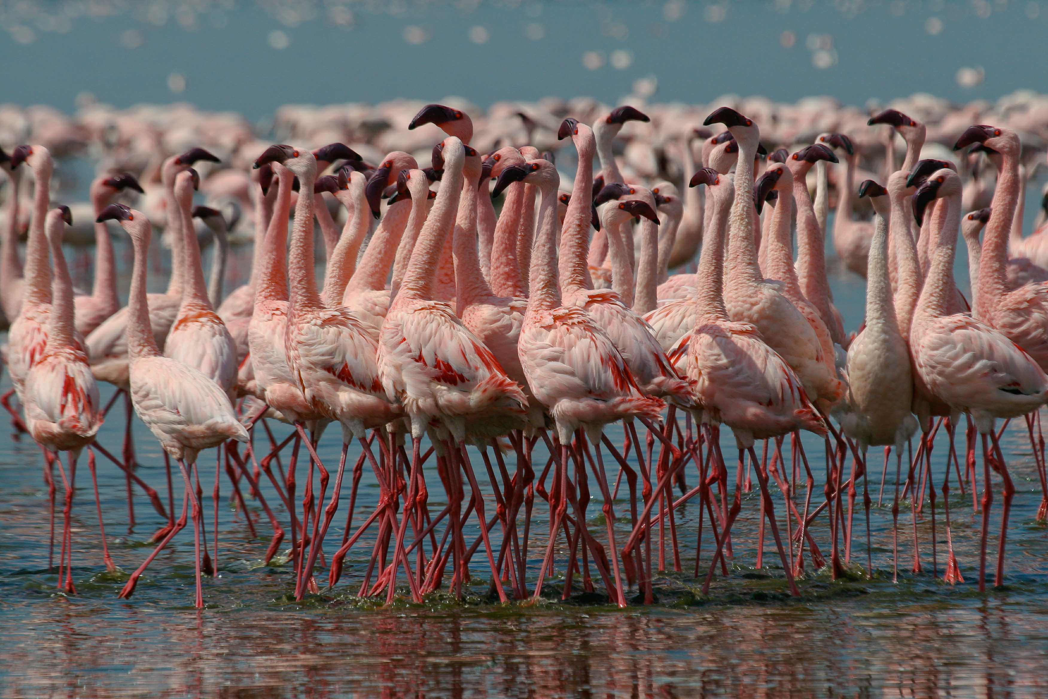 Bay Isle Home™ Lesser Flamingos by - Wrapped Canvas Photograph ...