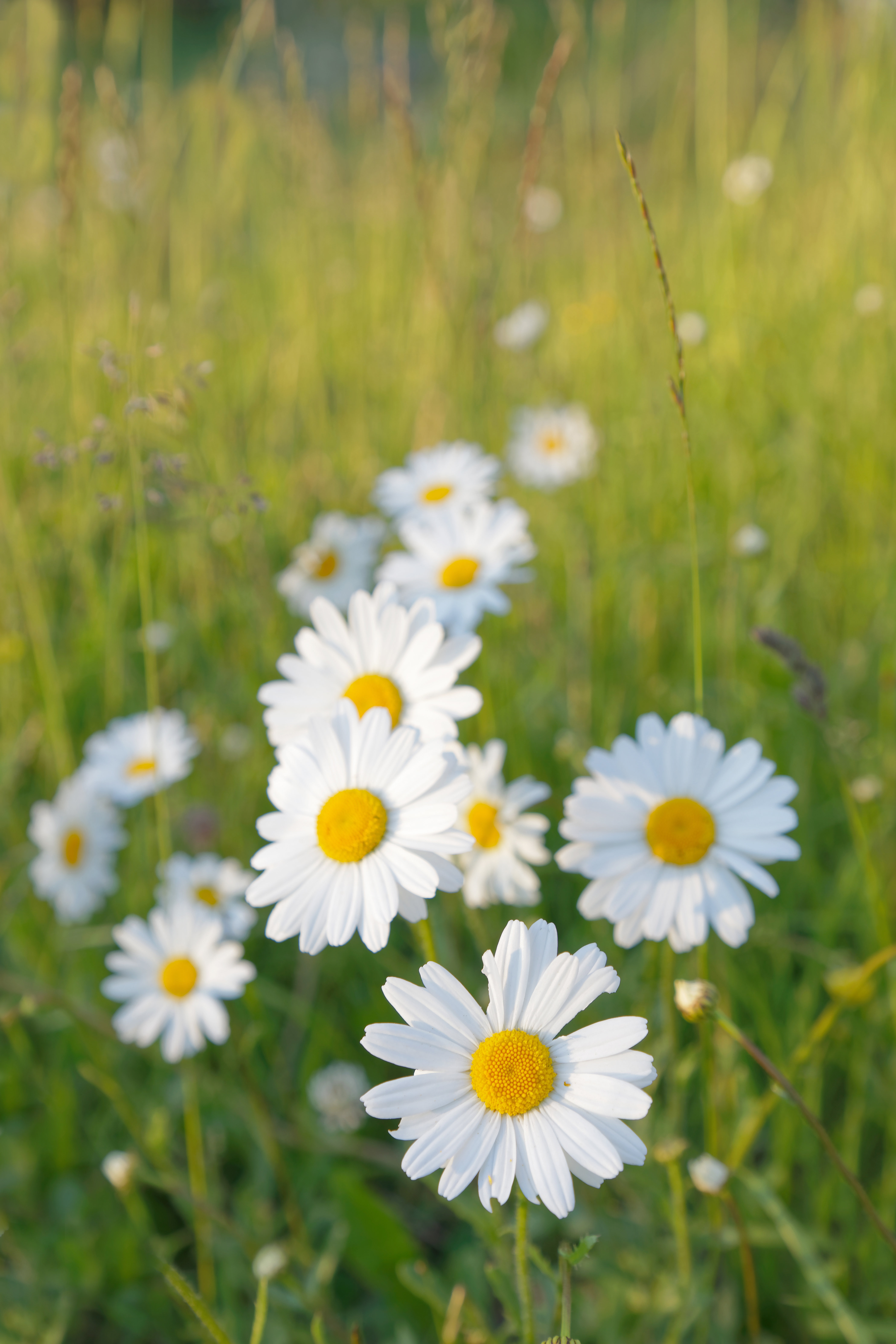 Ebern Designs " Oxeye Daisy Flowers On A Meadow With Green Grass At ...