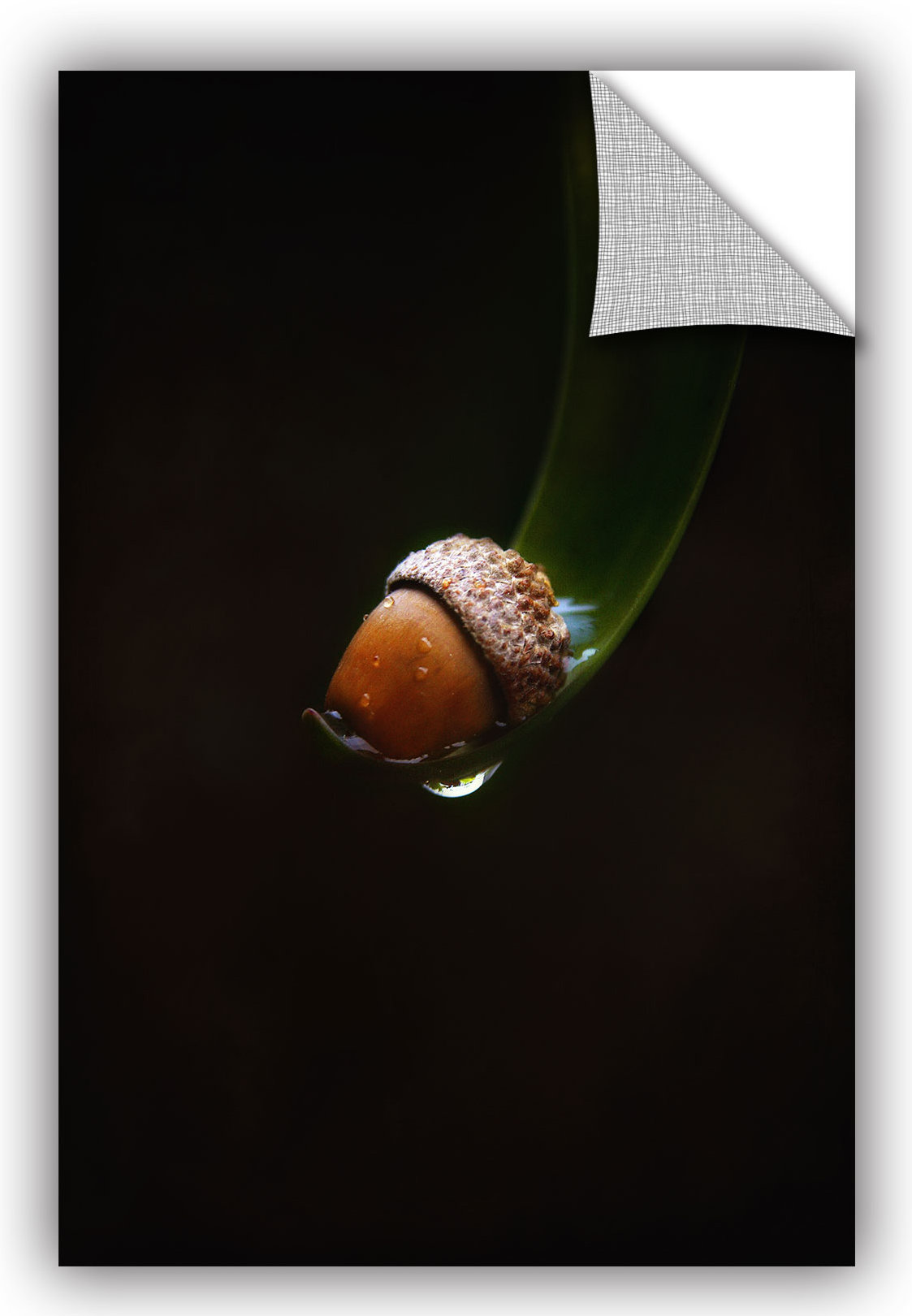 ArtWall Lost Acorn' by Dragos Dumitrascu Photographic Print Removable ...