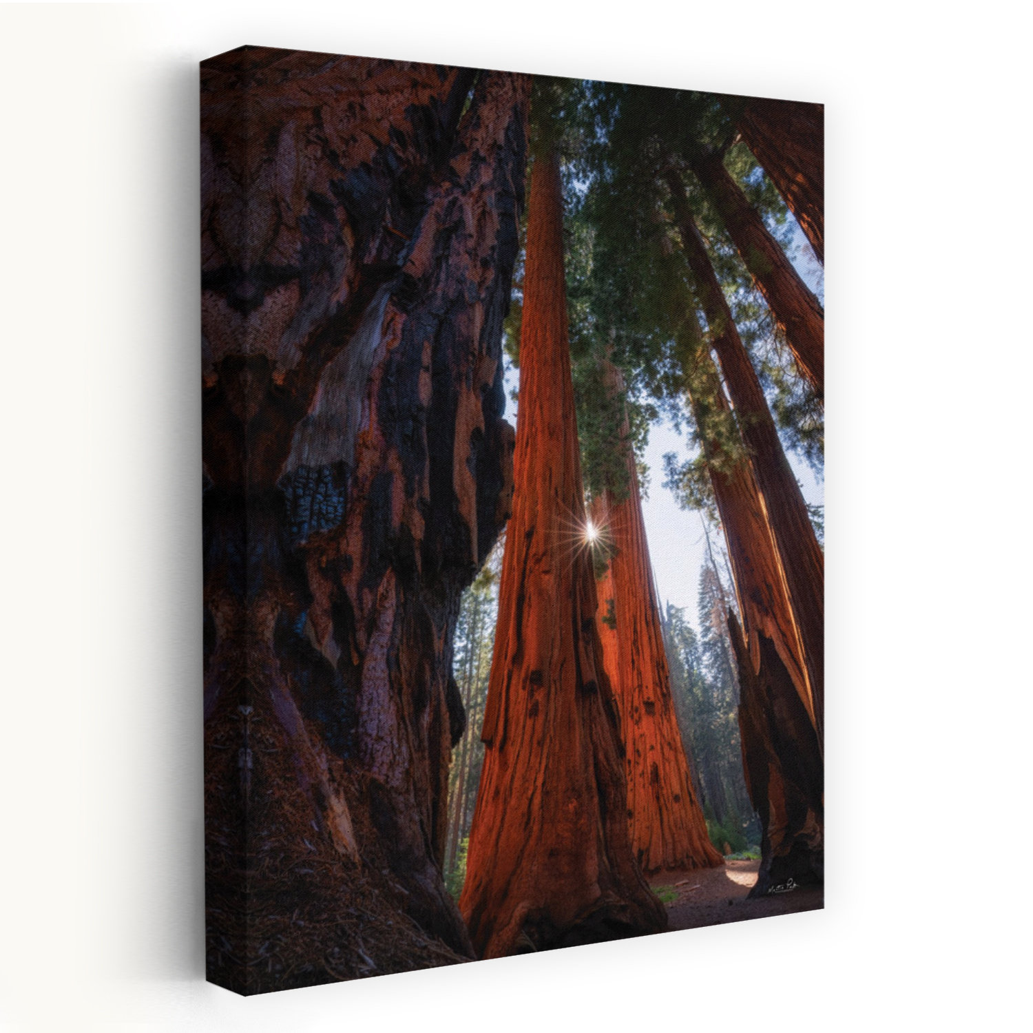 Millwood Pines Sunlight Among The Sequoias - Contemporary Giant Sequoia ...