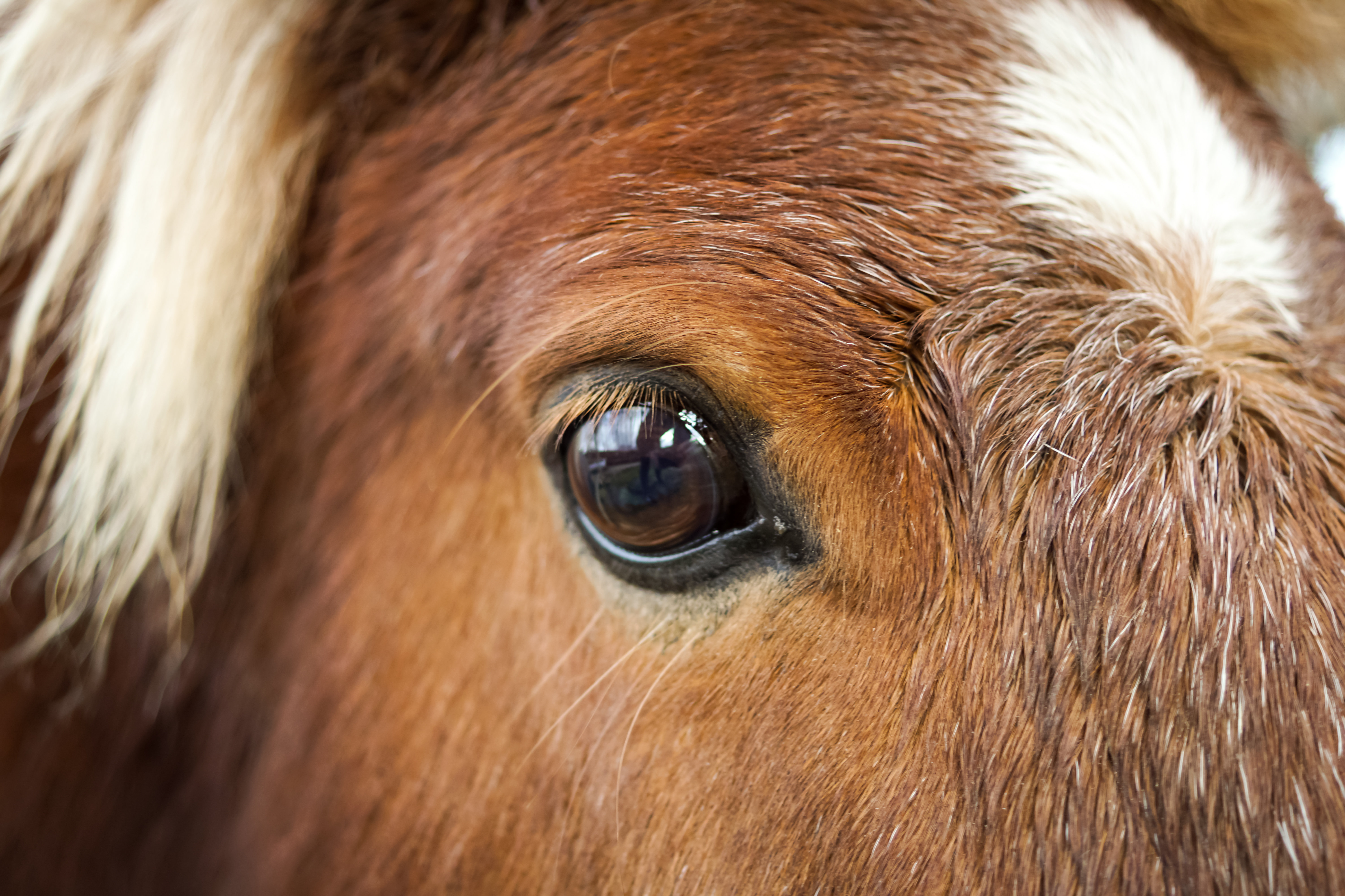 Union Rustic Shetland Pony - Wrapped Canvas Photograph | Wayfair