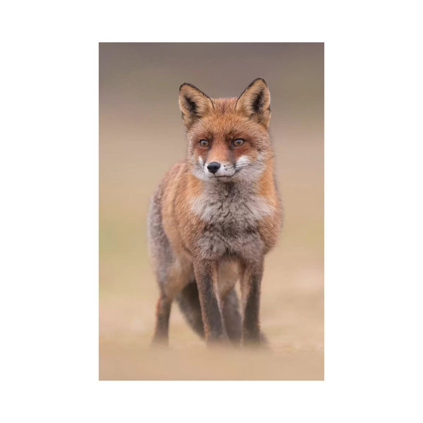Union Rustic Red Fox In Field I by Dick Van Duijn - Wrapped Canvas ...