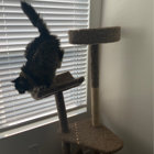 Tucker Murphy Pet™ Telly Cat Tree & Reviews | Wayfair