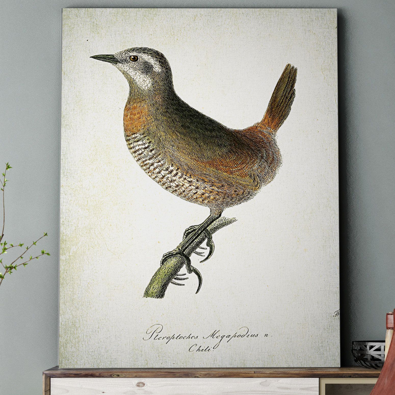 Alcott Hill® 'Aviary Sketch XXIV' Graphic Art Print on Wrapped Canvas ...
