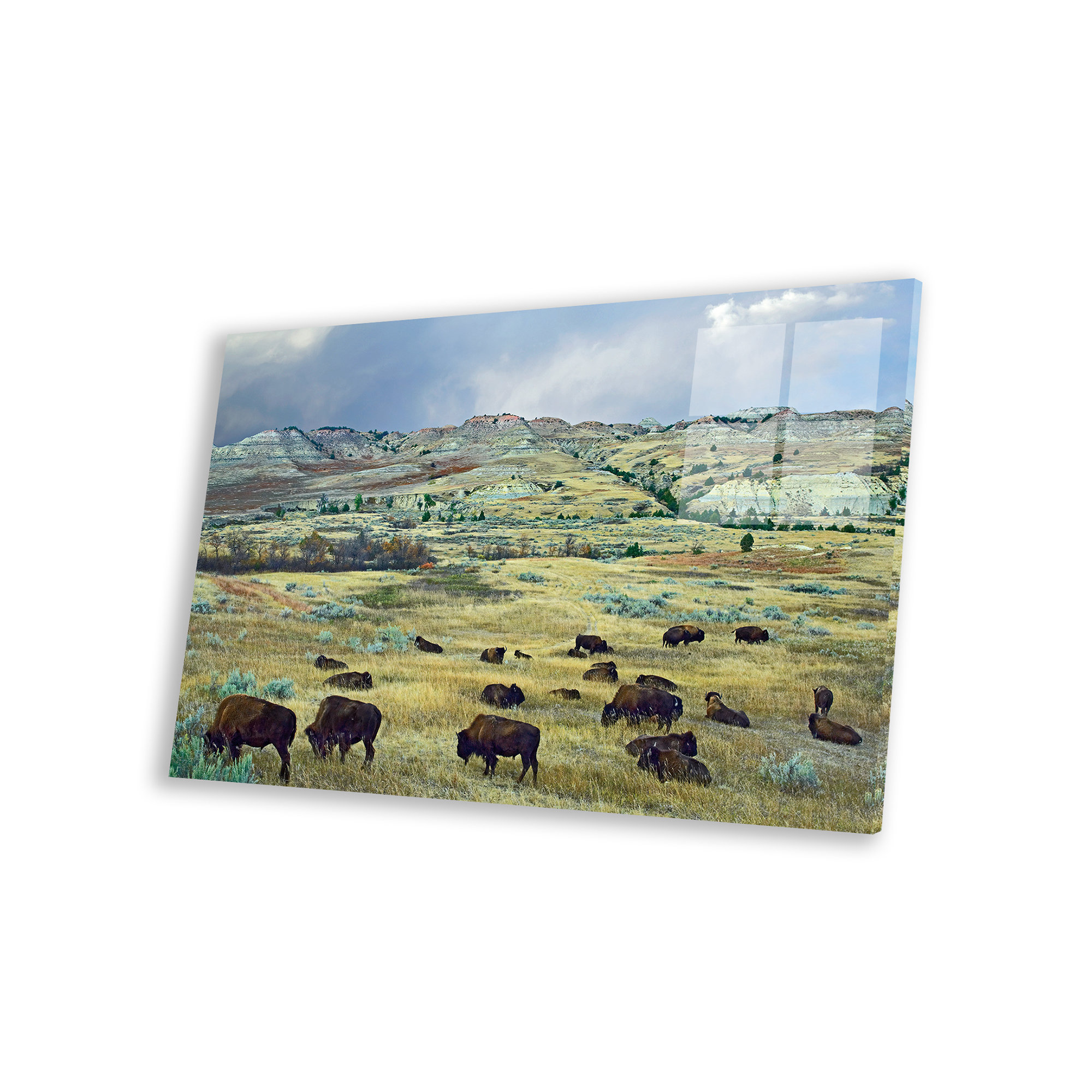 Union Rustic Kalianne " American Bison Herd Grazing On Shortgrass ...