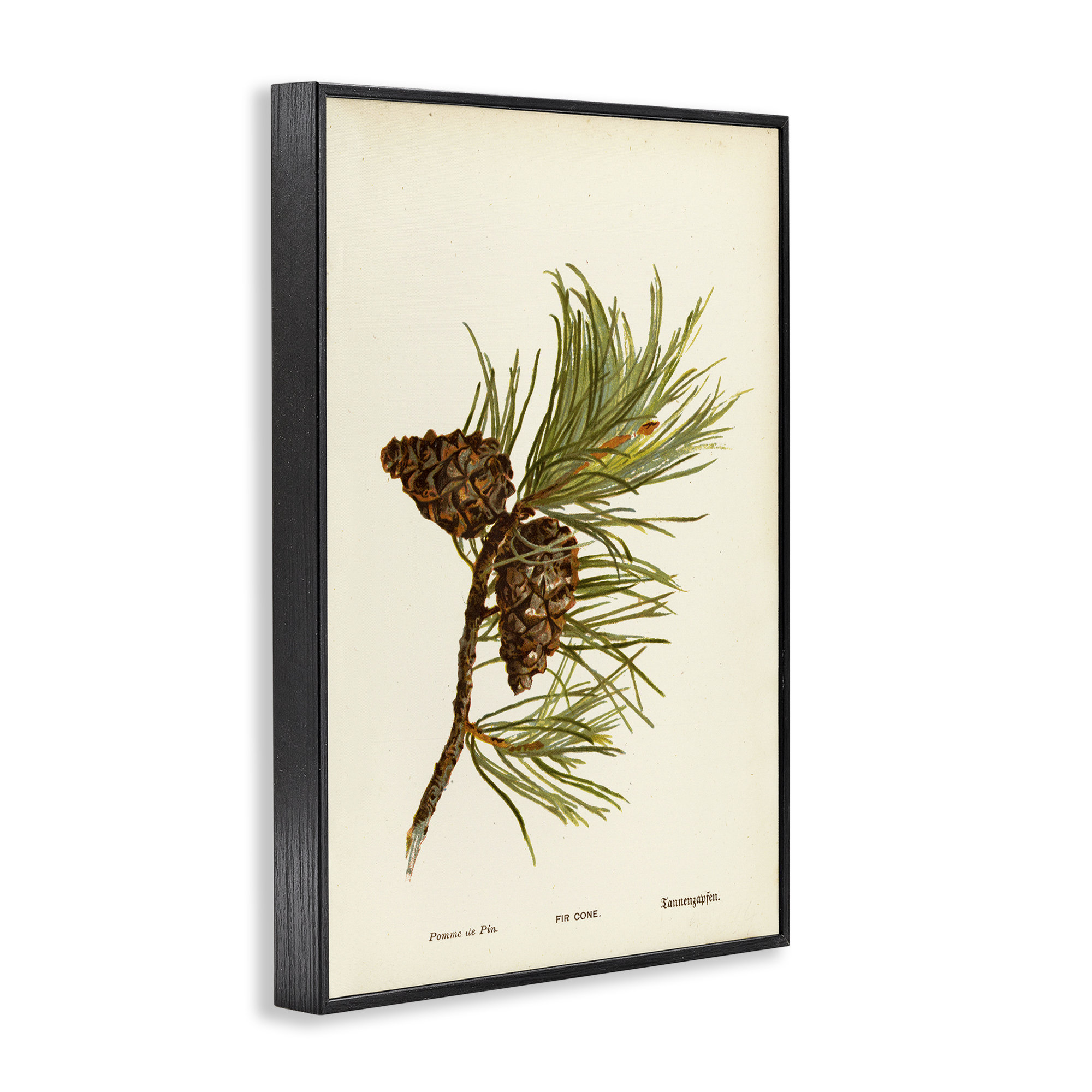 Union Rustic Fir Tree Cones Giclee Art by Tina Higgins Designs, Inc ...