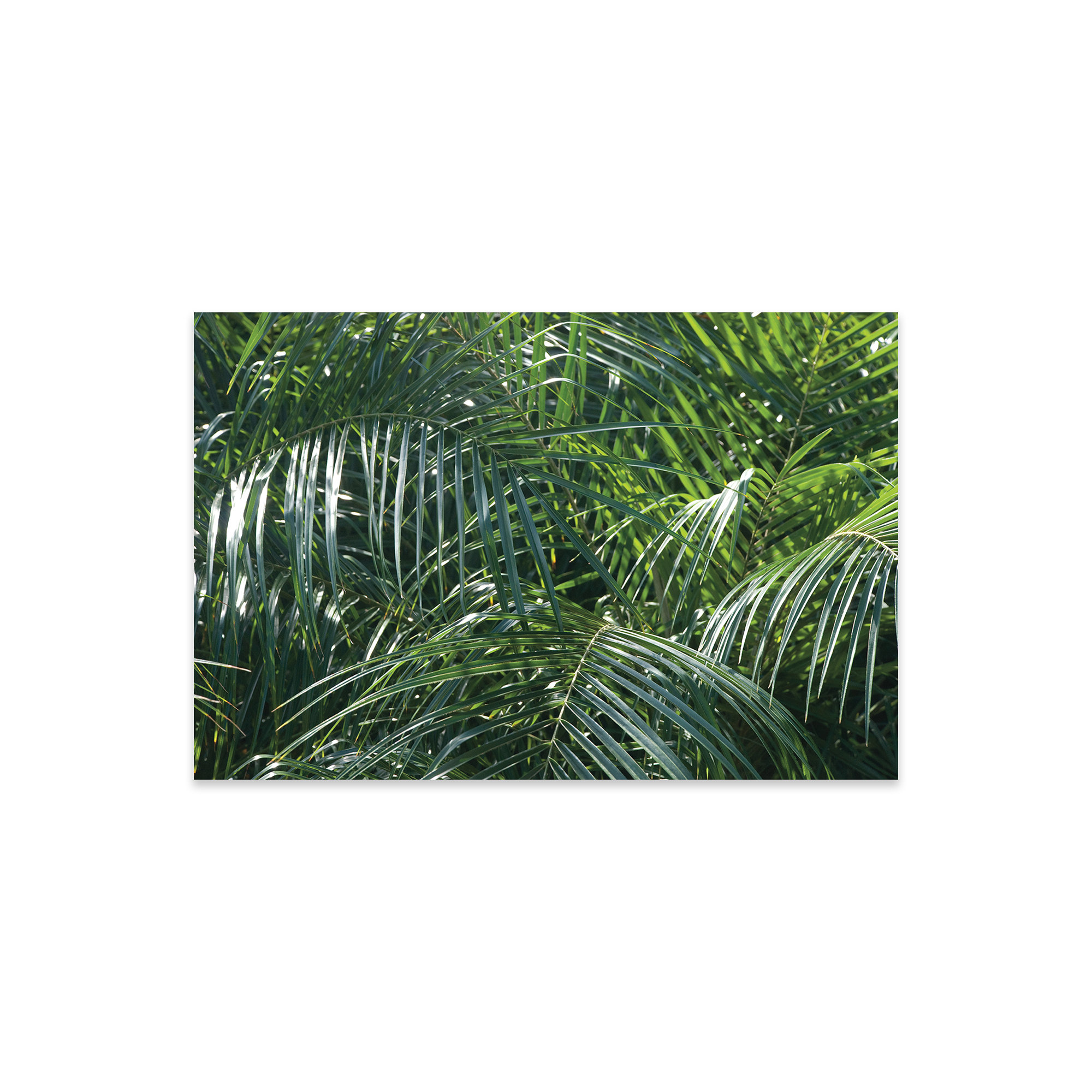Bay Isle Home™ Tropical Fronds Print On Acrylic Glass - Wayfair Canada
