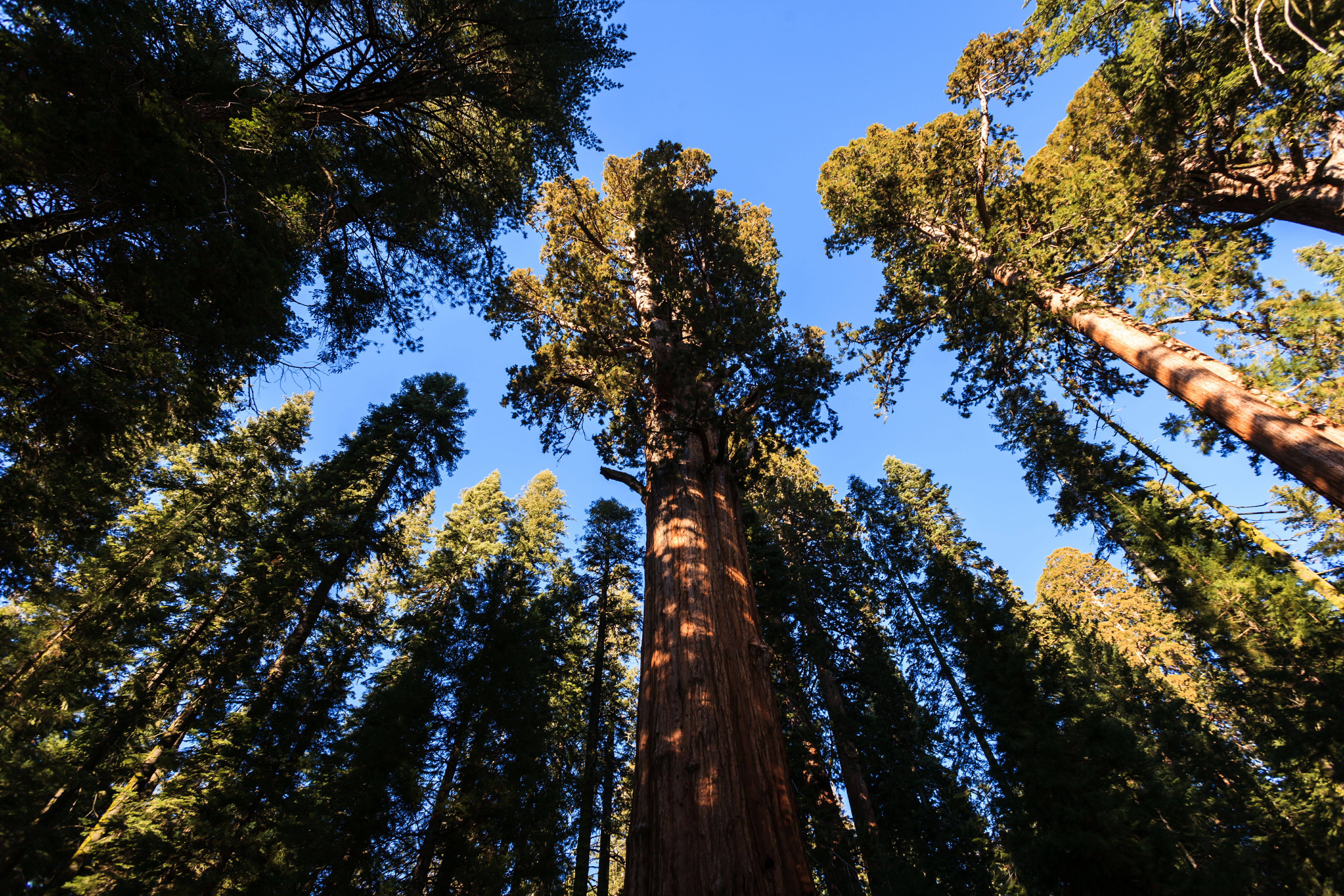 Millwood Pines Akihisa Sequoia Trees Trunk by - Wrapped Canvas ...