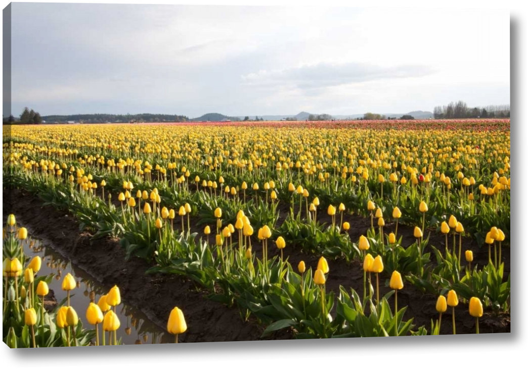 August Grove® Tulips at Sunset V by Dana Styber - Photograph Print on ...