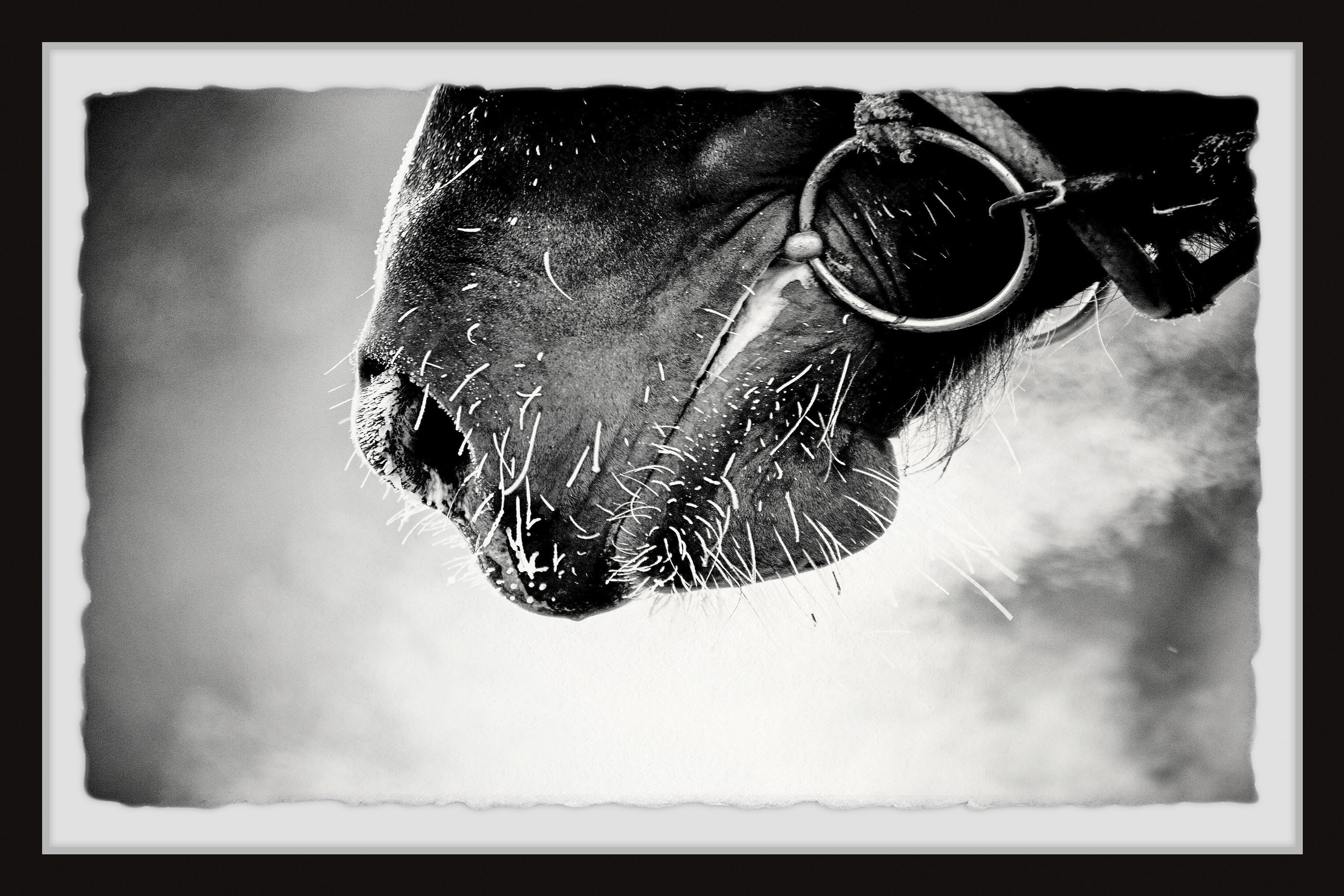 Ebern Designs 'Muzzle' Framed Print - Wayfair Canada