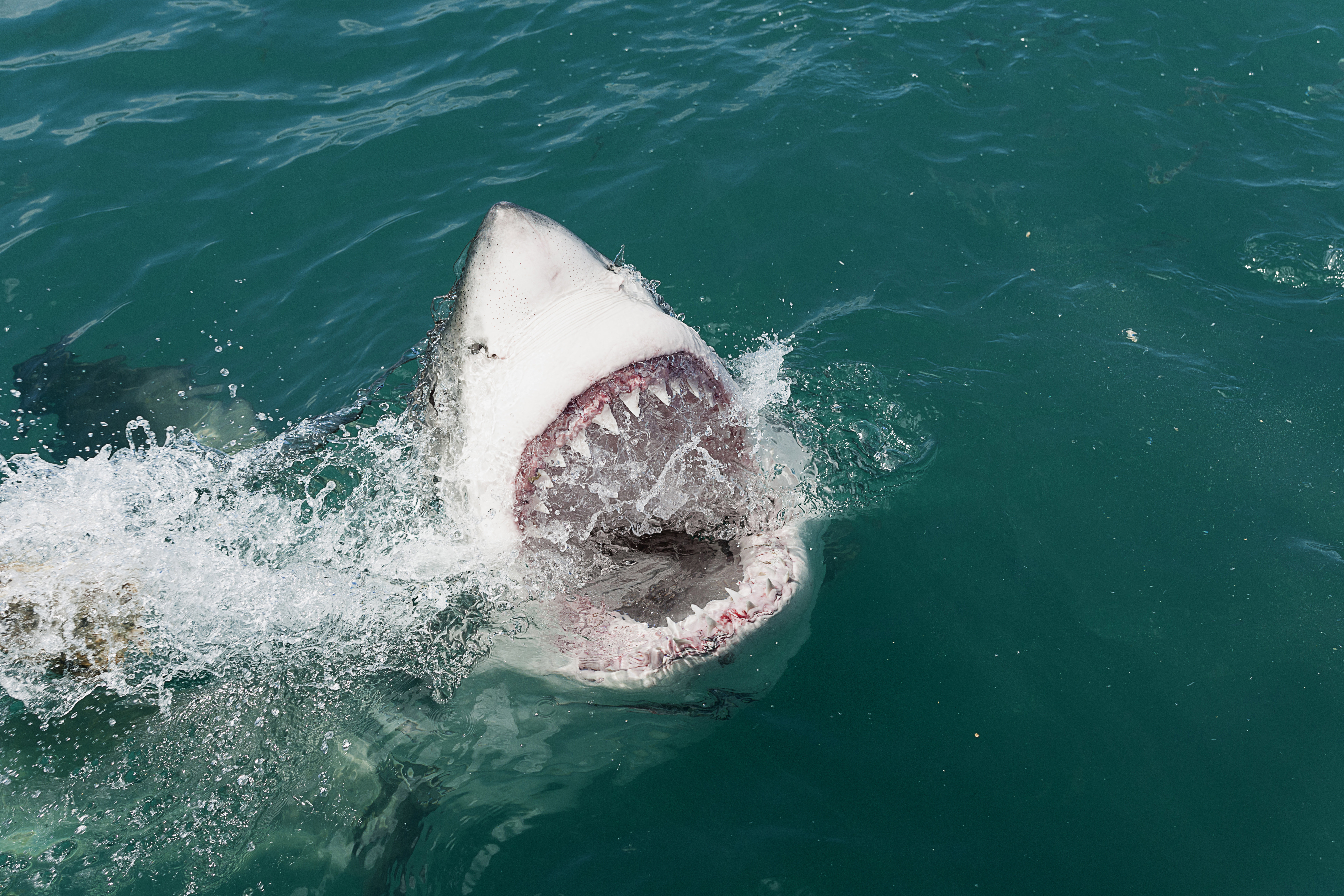 Highland Dunes Great White Shark by Elizabethhoffmann - Wrapped Canvas ...