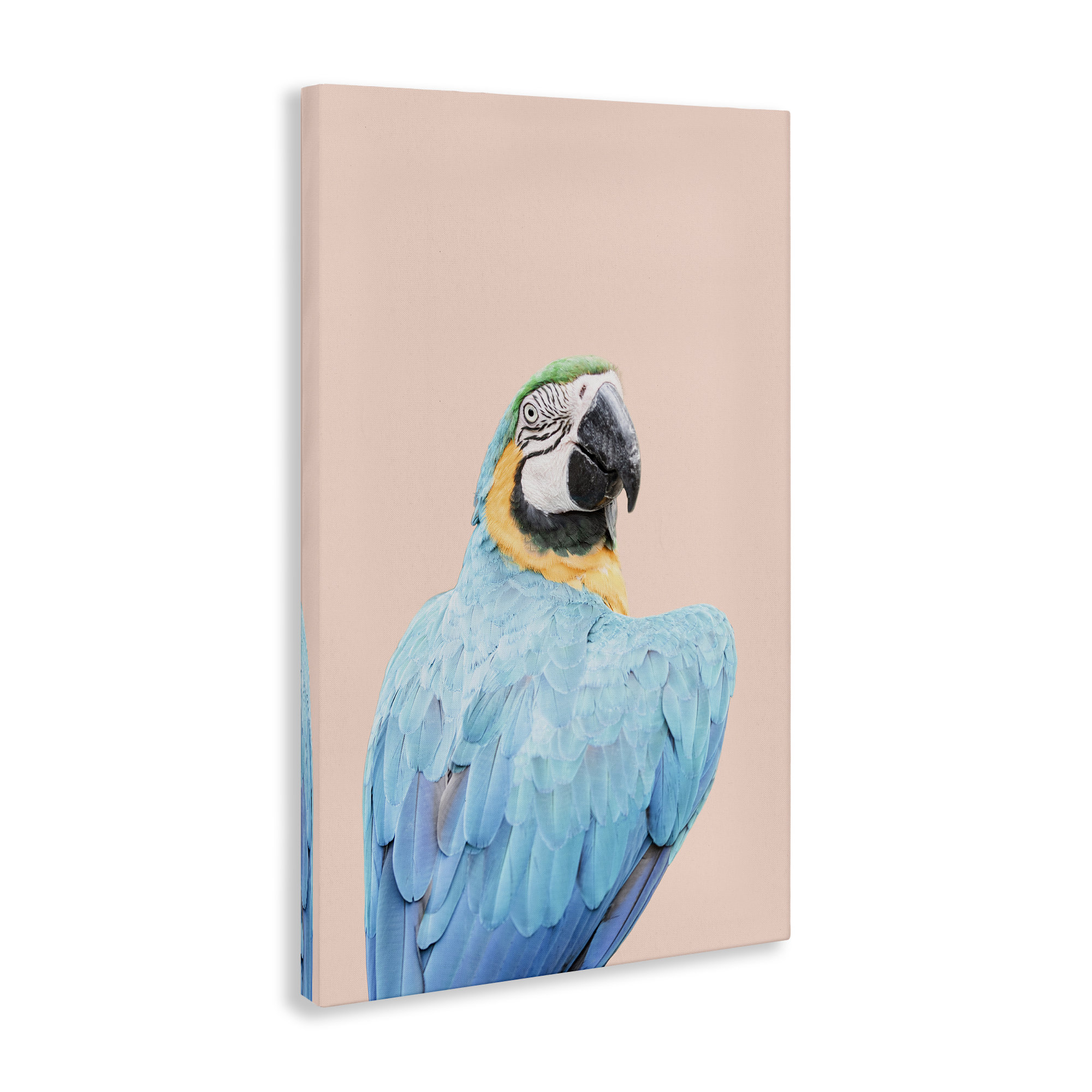 Bayou Breeze Blue Ara Macaw Canvas Wall Art by Sisi and Seb | Wayfair