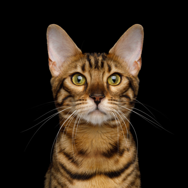 Ebern Designs Bengal Cat by Seregraff - Wrapped Canvas Photograph | Wayfair
