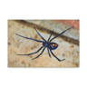 Latitude Run® Majestic Widow Spider Art Majestic Widow Spider Print ...