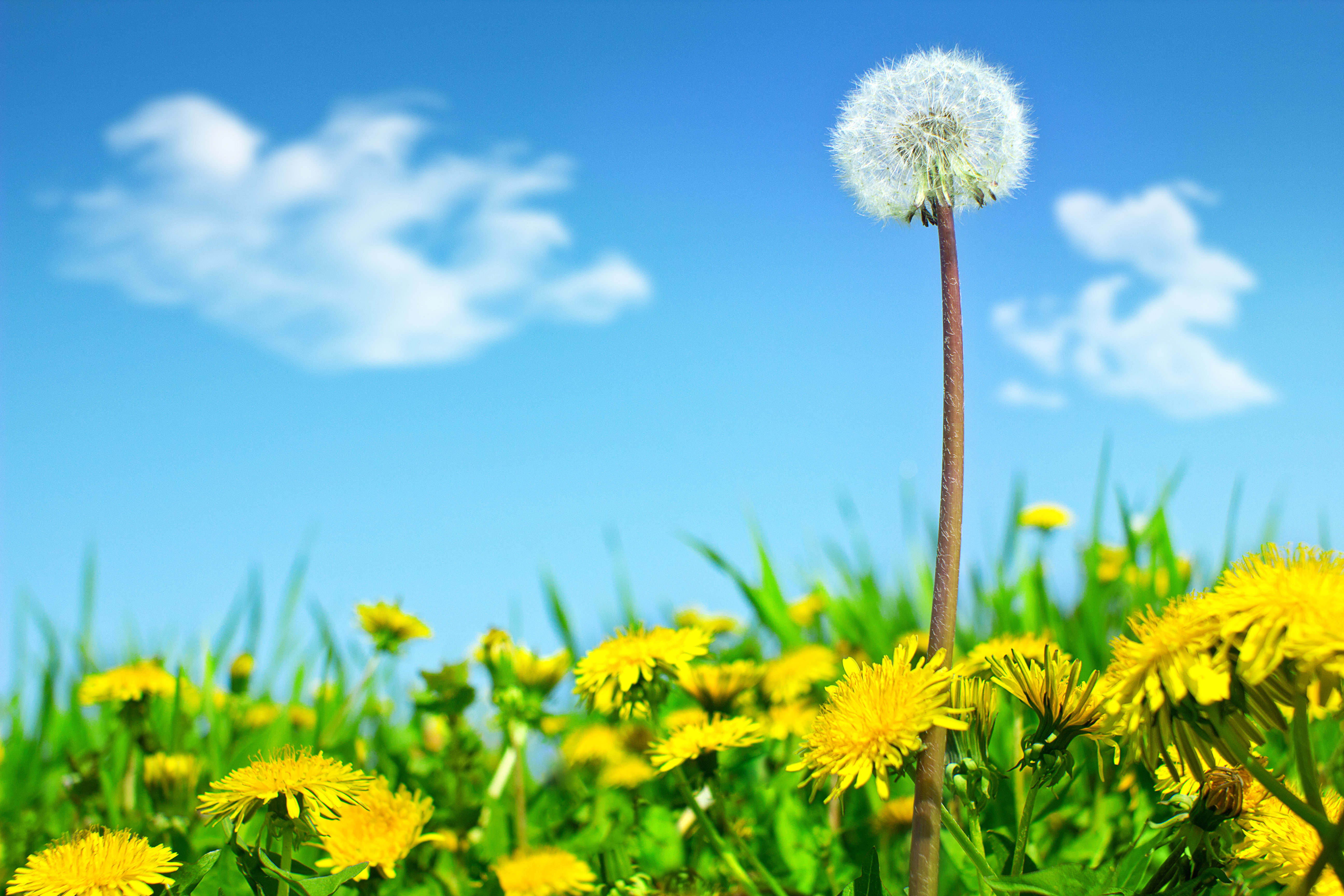 Ebern Designs Oakli Super Dandelion On Canvas Photograph | Wayfair