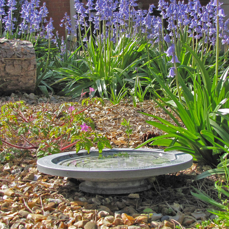 Arlmont & Co. Aristotle Oasis Bird Bath & Drinker & Reviews | Wayfair