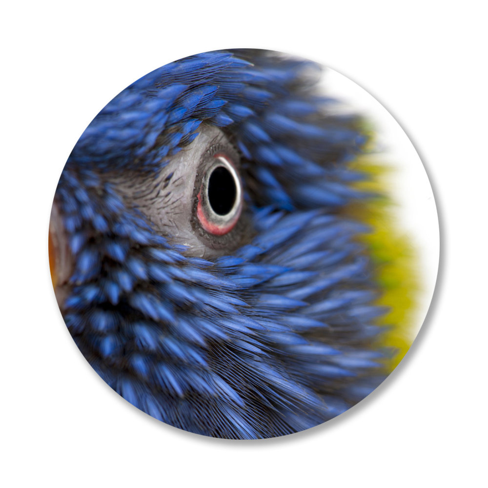 DecorumBY Animal Art - "Feathery Focus" Animal Art Print On Round ...