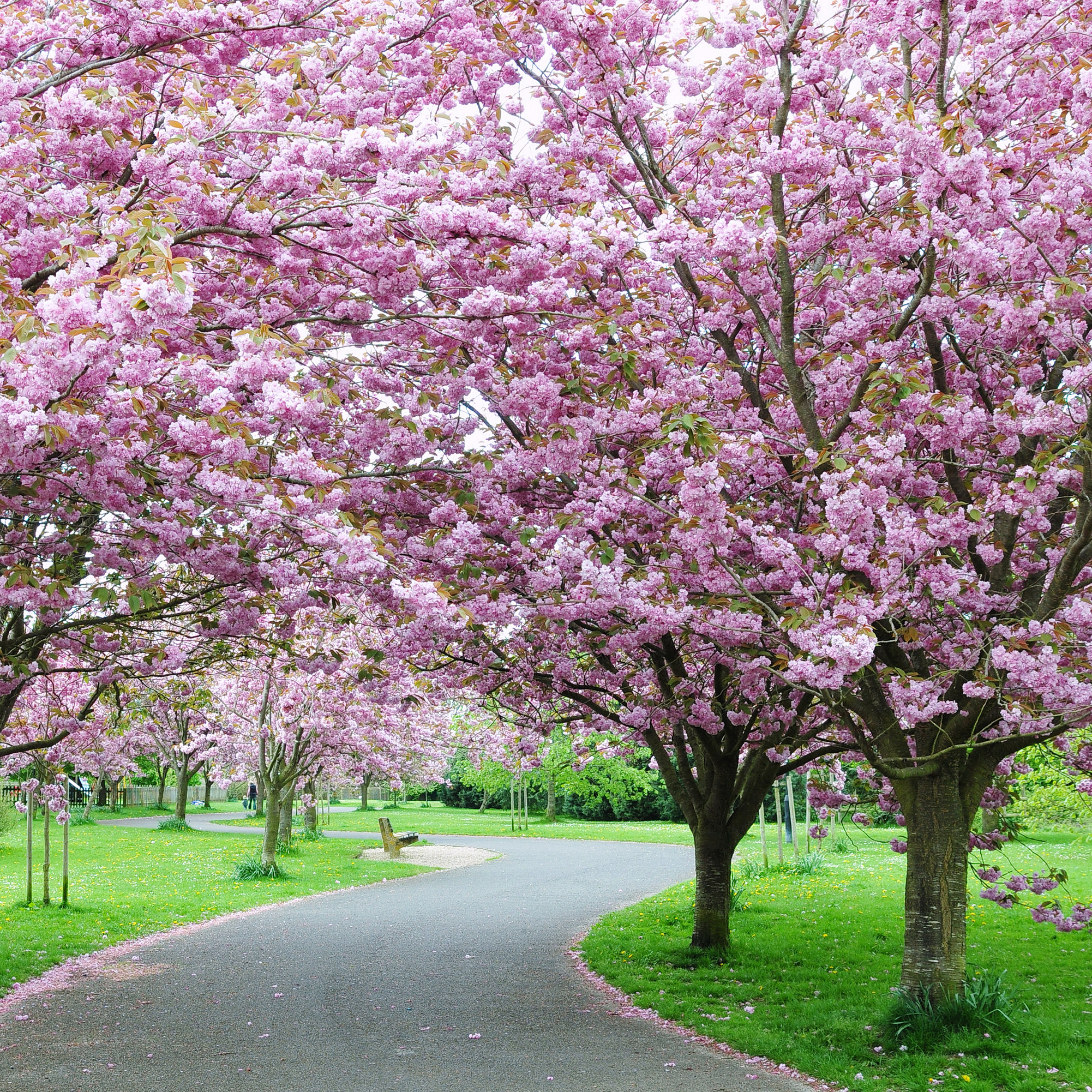 Ebern Designs Cherry Blossom Trees By A Park Path On Canvas by Akabei ...