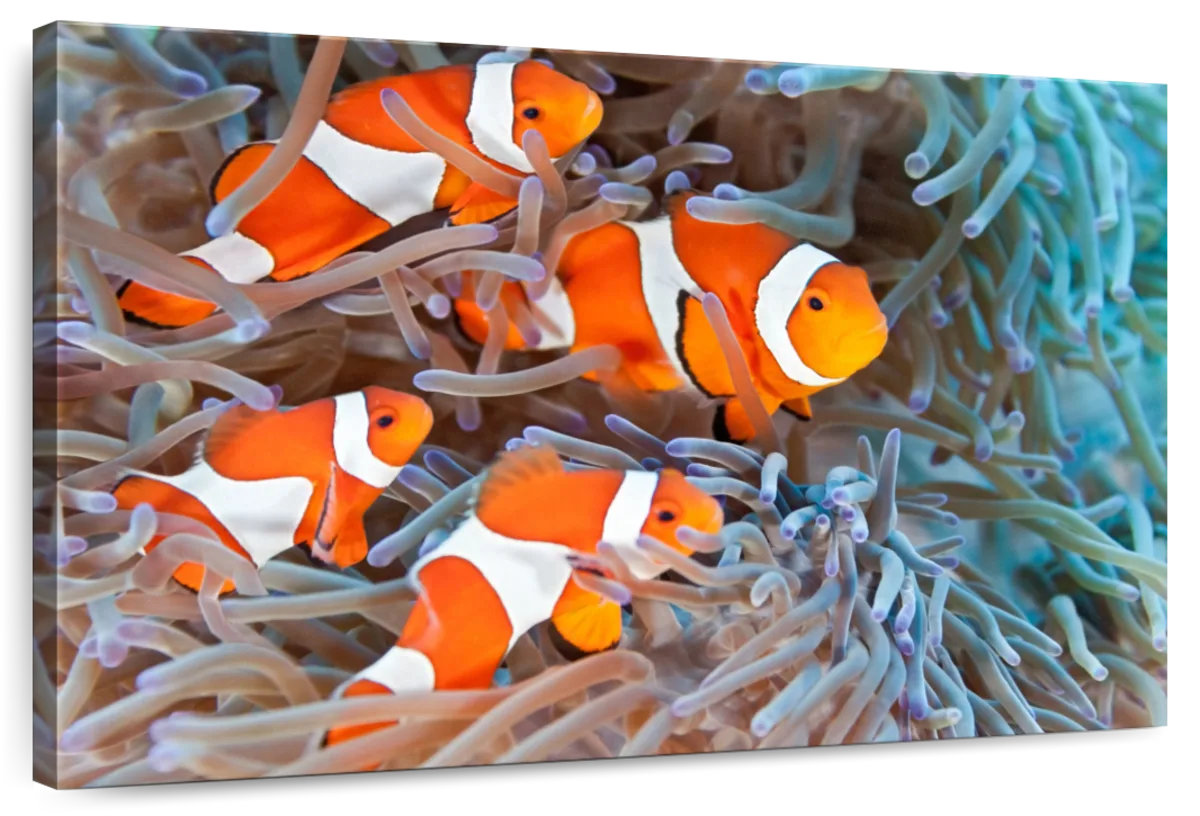 Ebern Designs Crowle Clown Fish | Wayfair