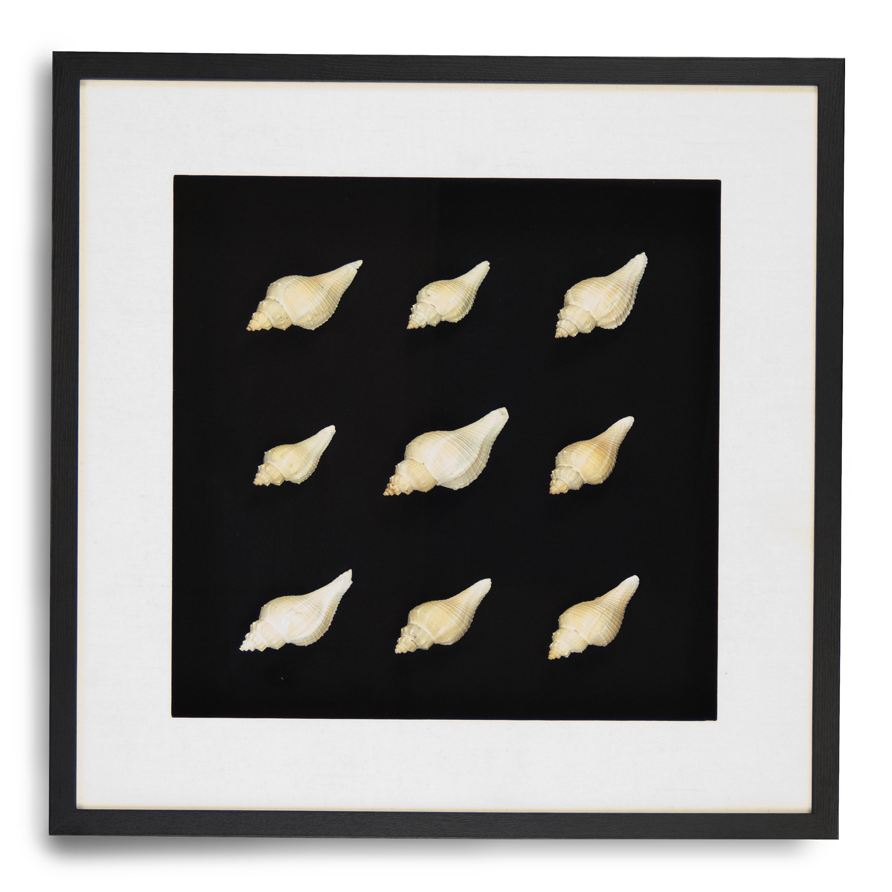Zentique Abstract Shell Art Framed On Paper Print | Wayfair