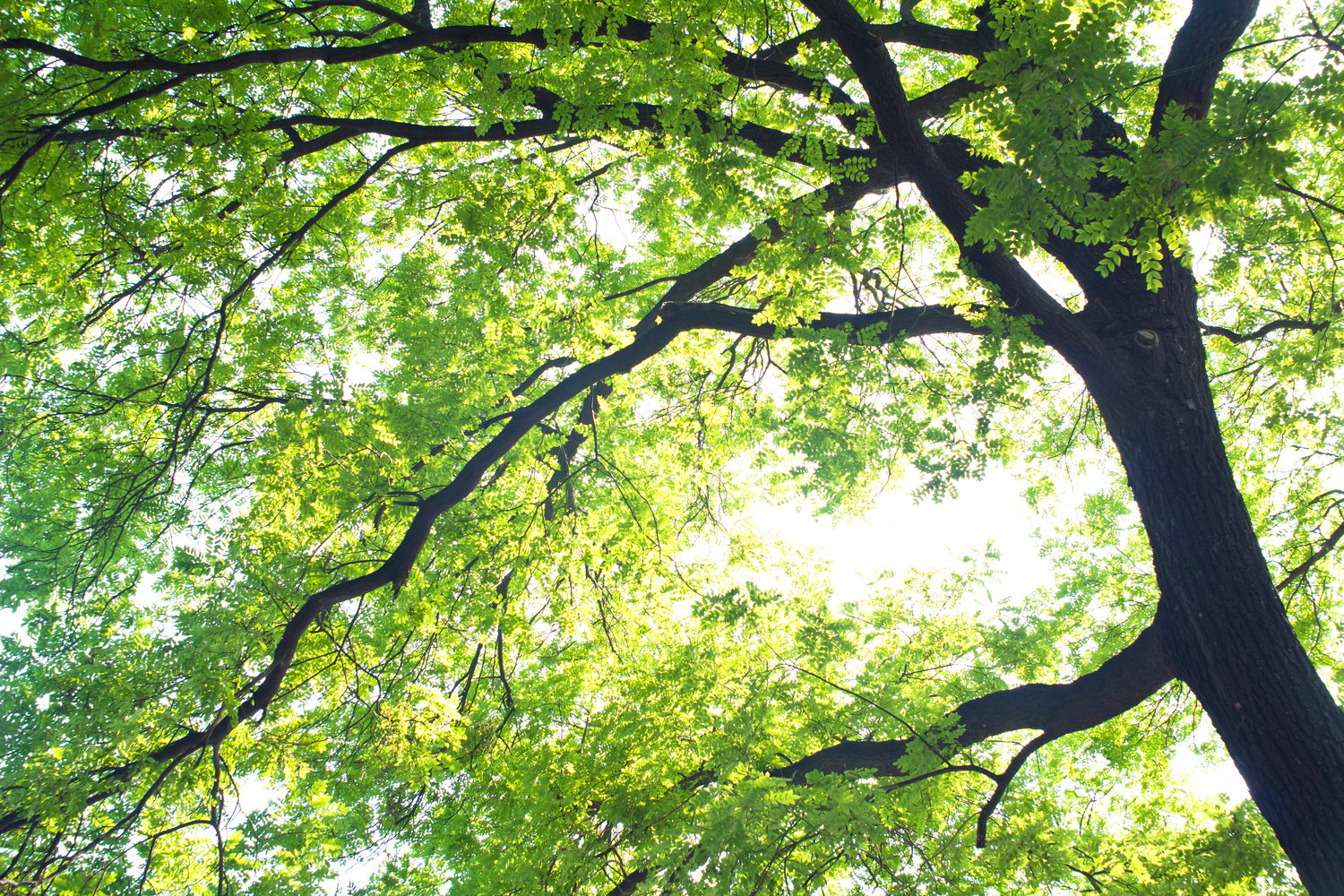 Ebern Designs Green Tree by Long8614 - Wrapped Canvas Photograph | Wayfair