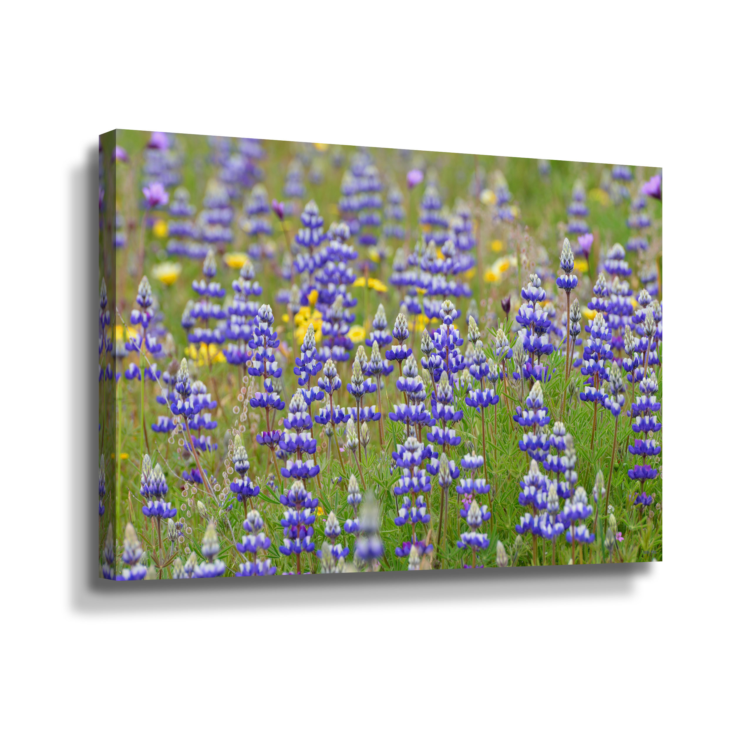 Winston Porter Land Of Lupine Gallery Wrapped Floater-Framed Canvas ...