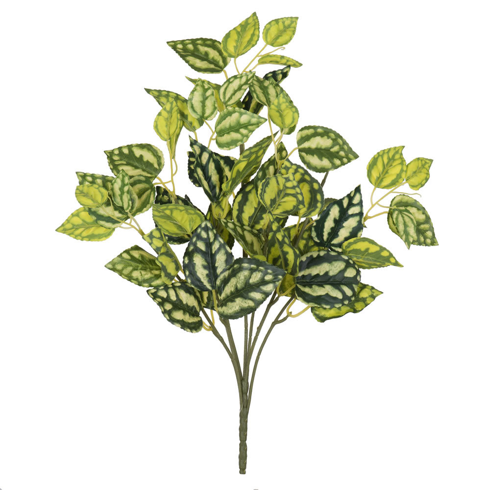 Primrue Green Inch Plant Bush | Wayfair